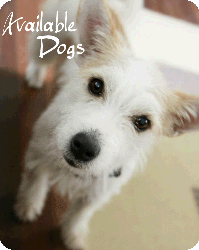 Available Animals – Townsville Foster and Rehoming Animals