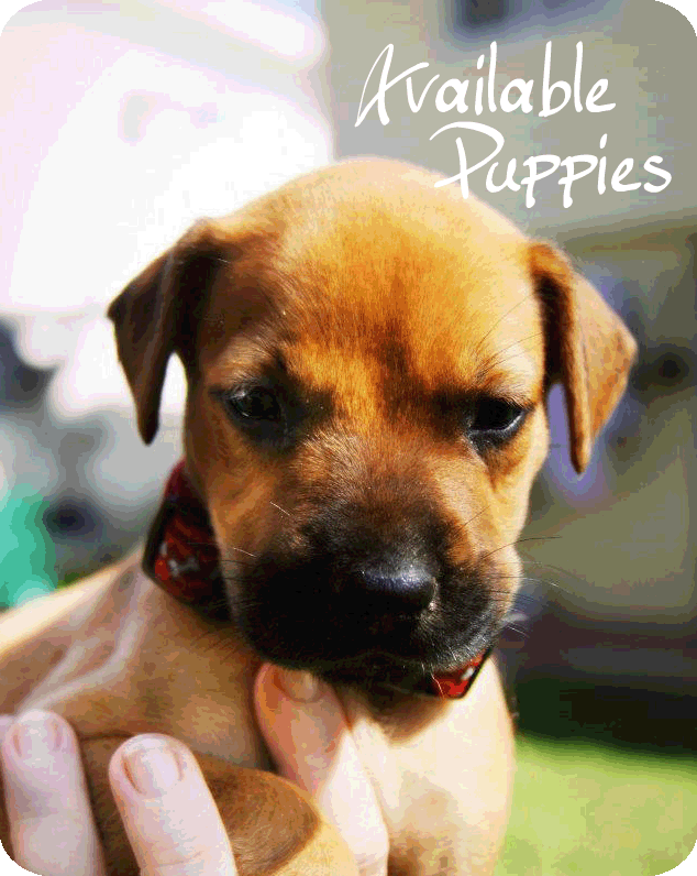 Available Animals – Townsville Foster and Rehoming Animals