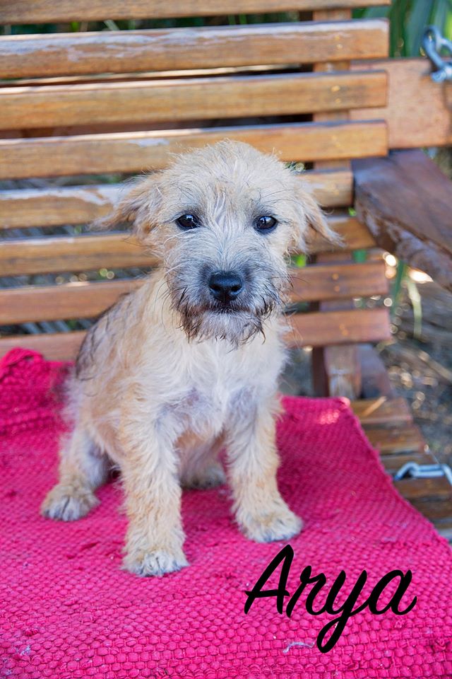 ARYA – Townsville Foster and Rehoming Animals