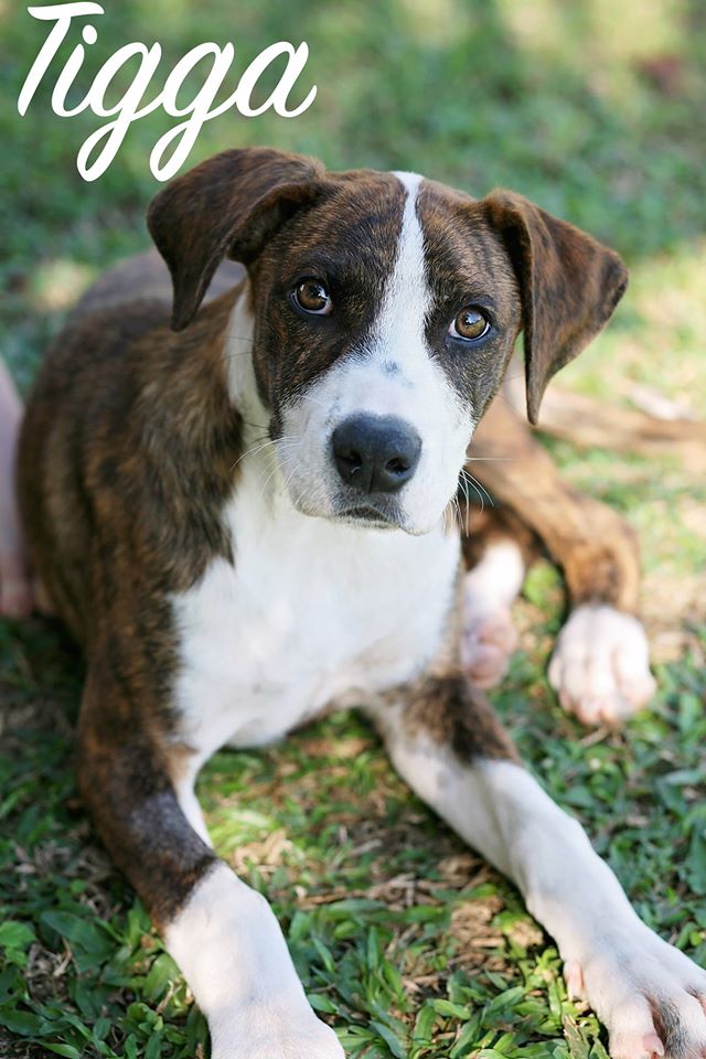 TIGGA – Townsville Foster and Rehoming Animals