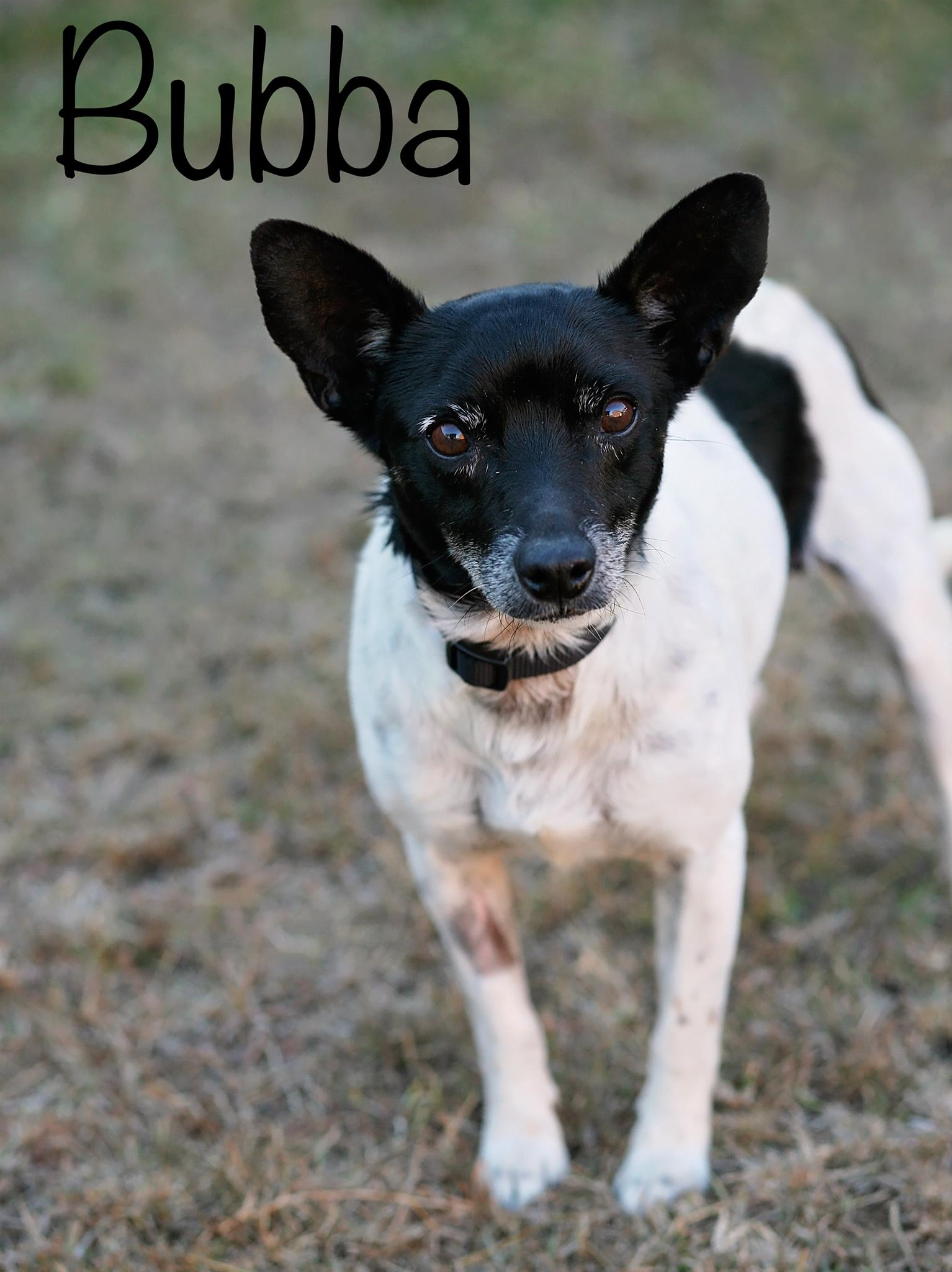 BUBBA – Townsville Foster and Rehoming Animals