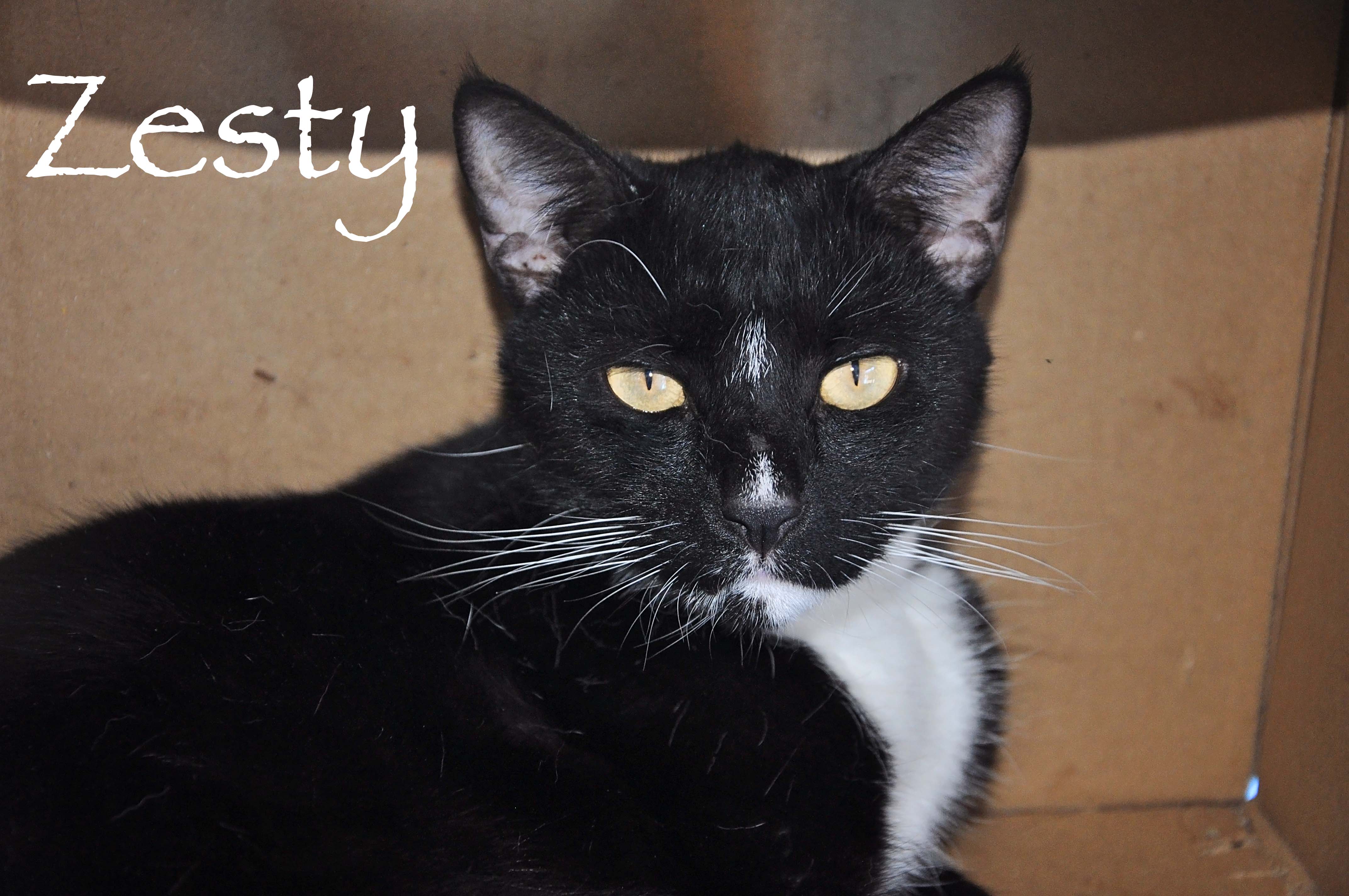 Zesty copy – Townsville Foster and Rehoming Animals