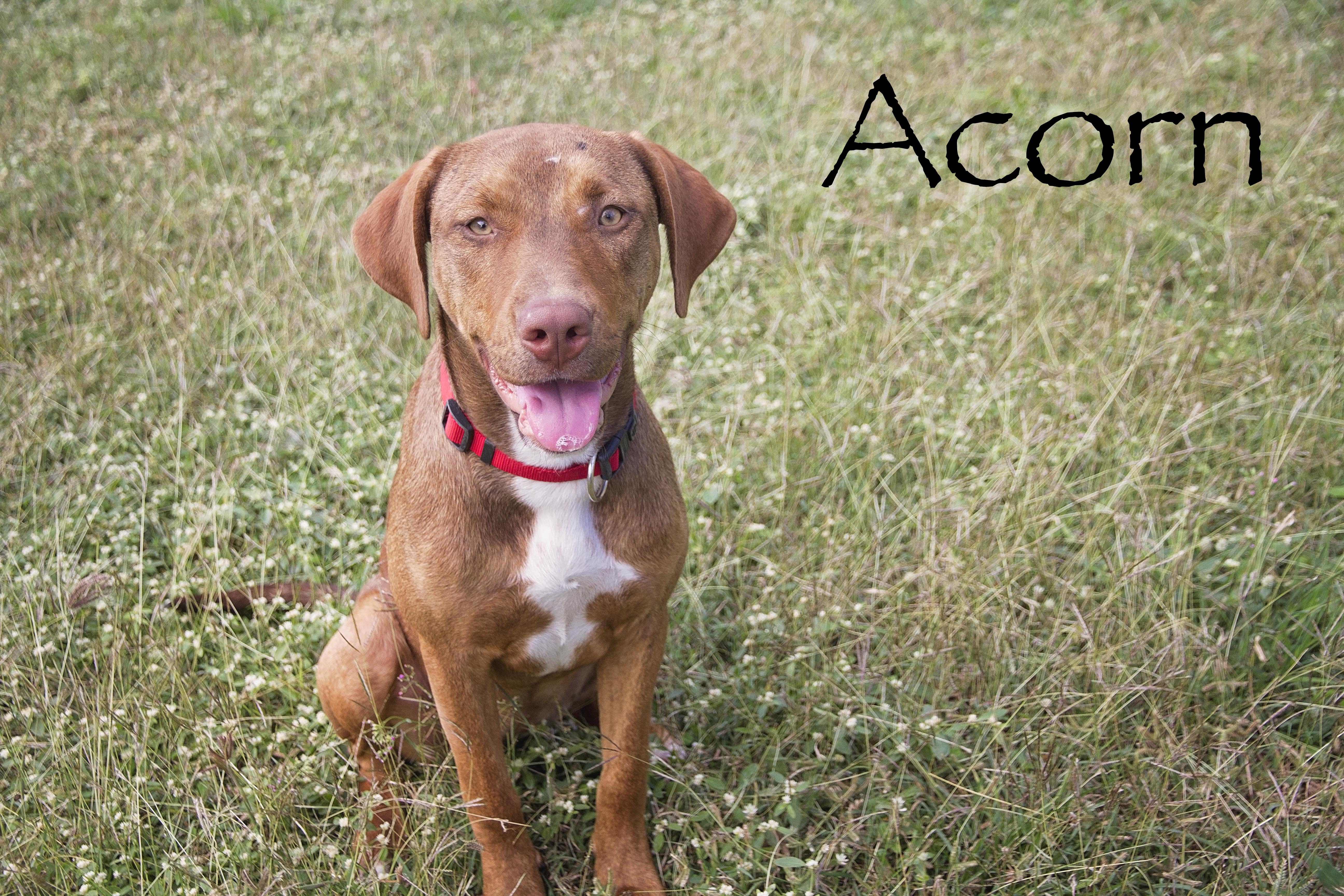Acorn – Townsville Foster and Rehoming Animals