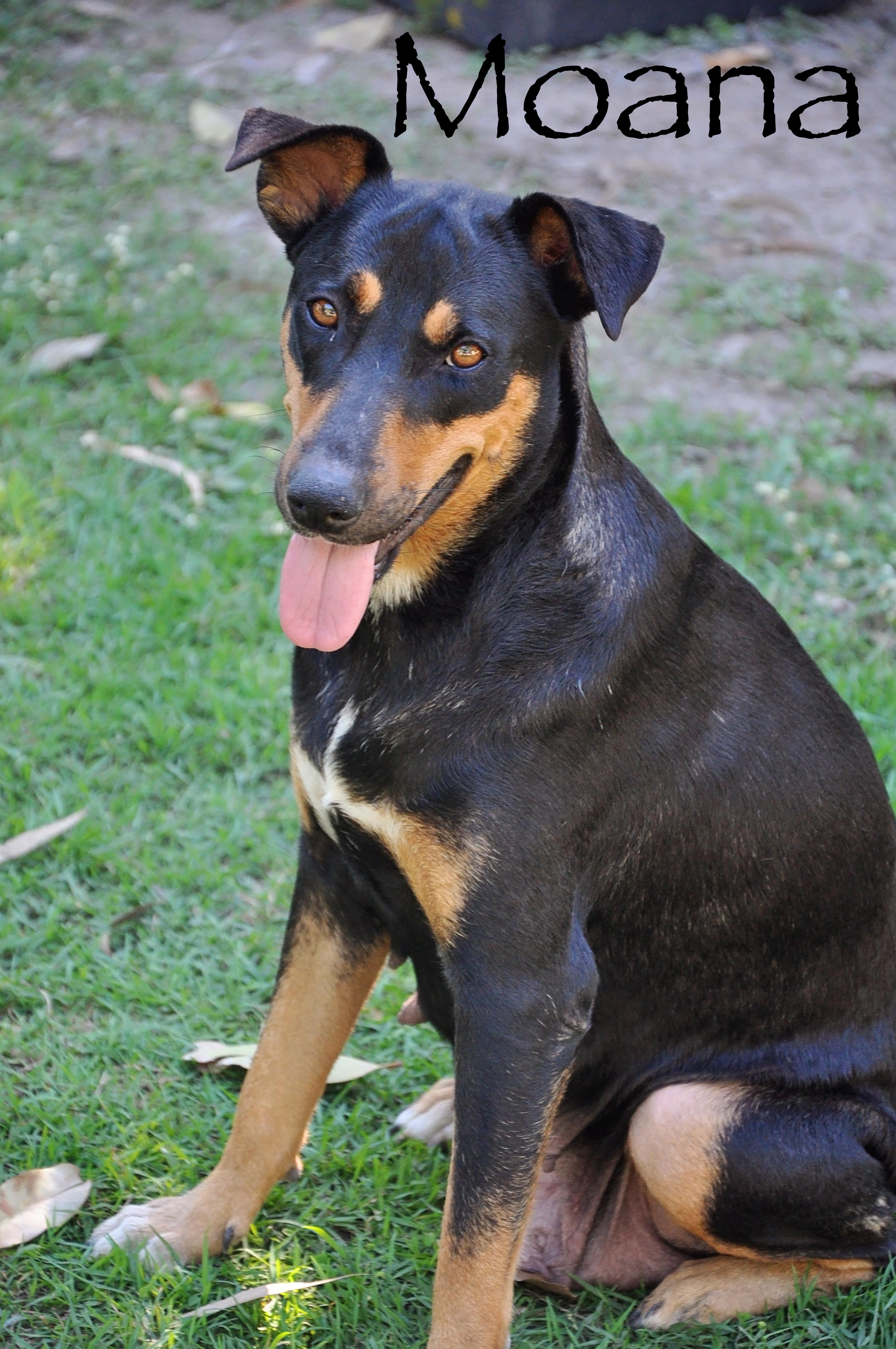 Moana – Townsville Foster and Rehoming Animals