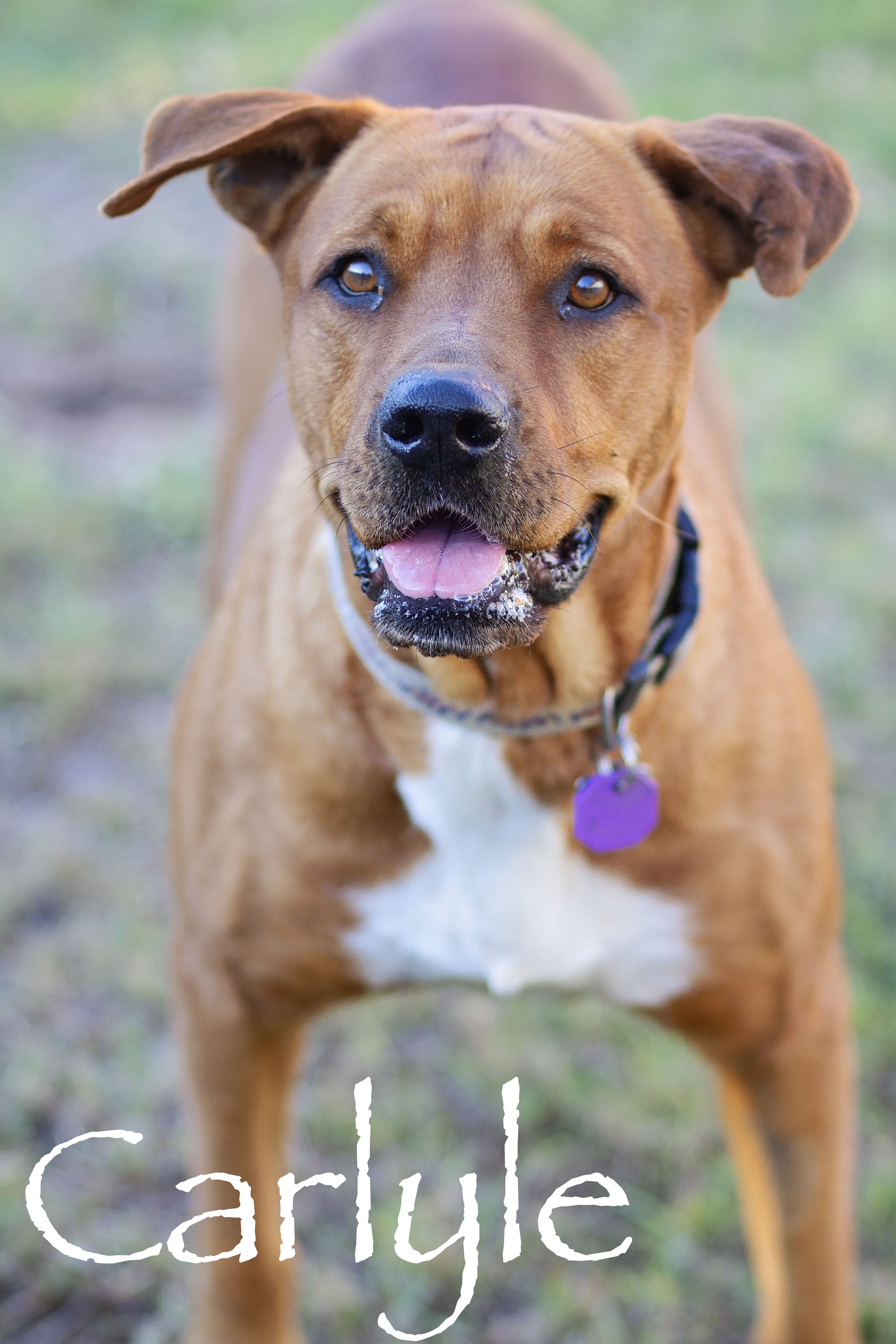 Carlyle – Townsville Foster and Rehoming Animals