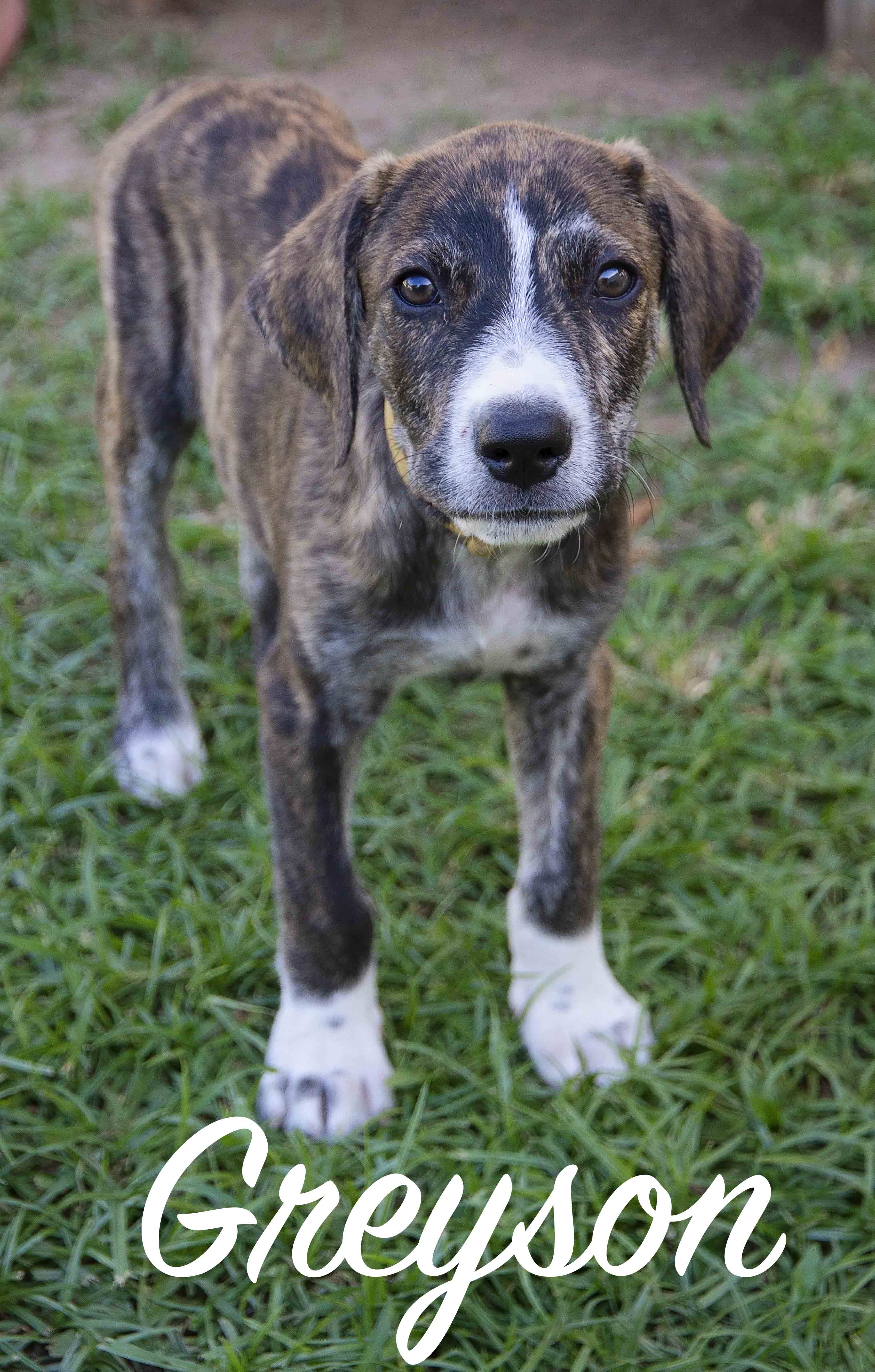 Greyson – Townsville Foster and Rehoming Animals