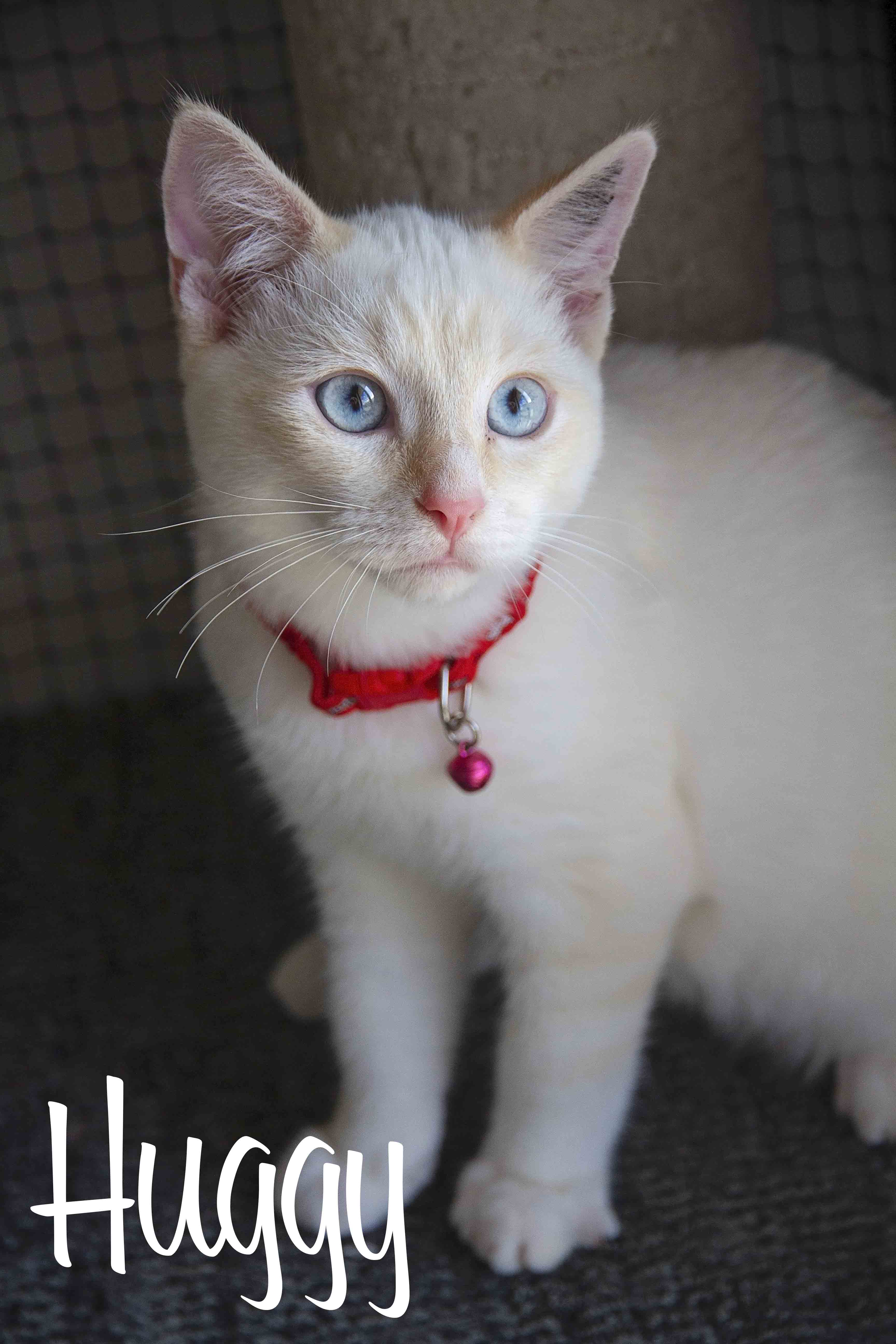 Huggy – Townsville Foster and Rehoming Animals