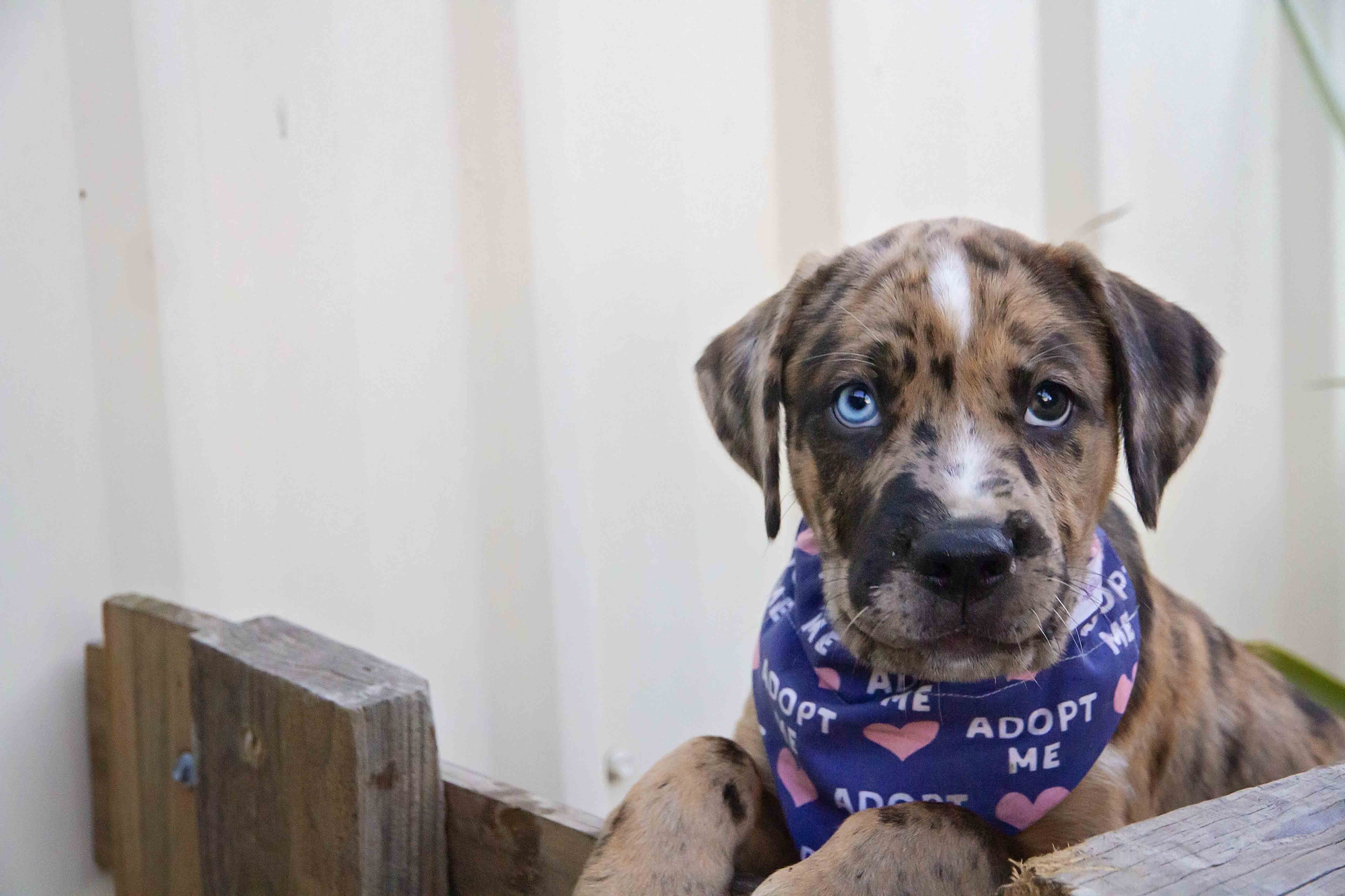 REmington – Townsville Foster and Rehoming Animals