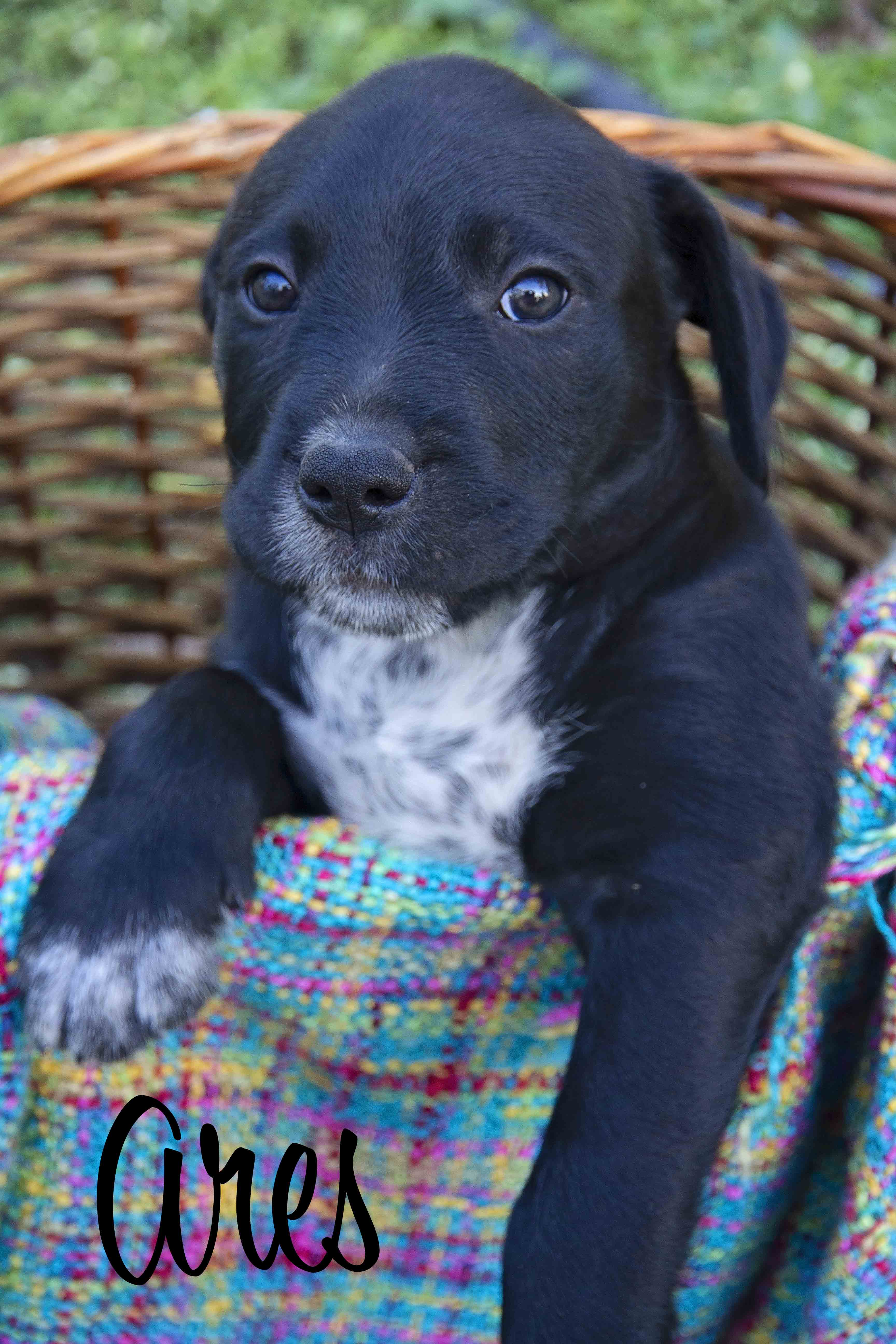 Ares – Townsville Foster and Rehoming Animals