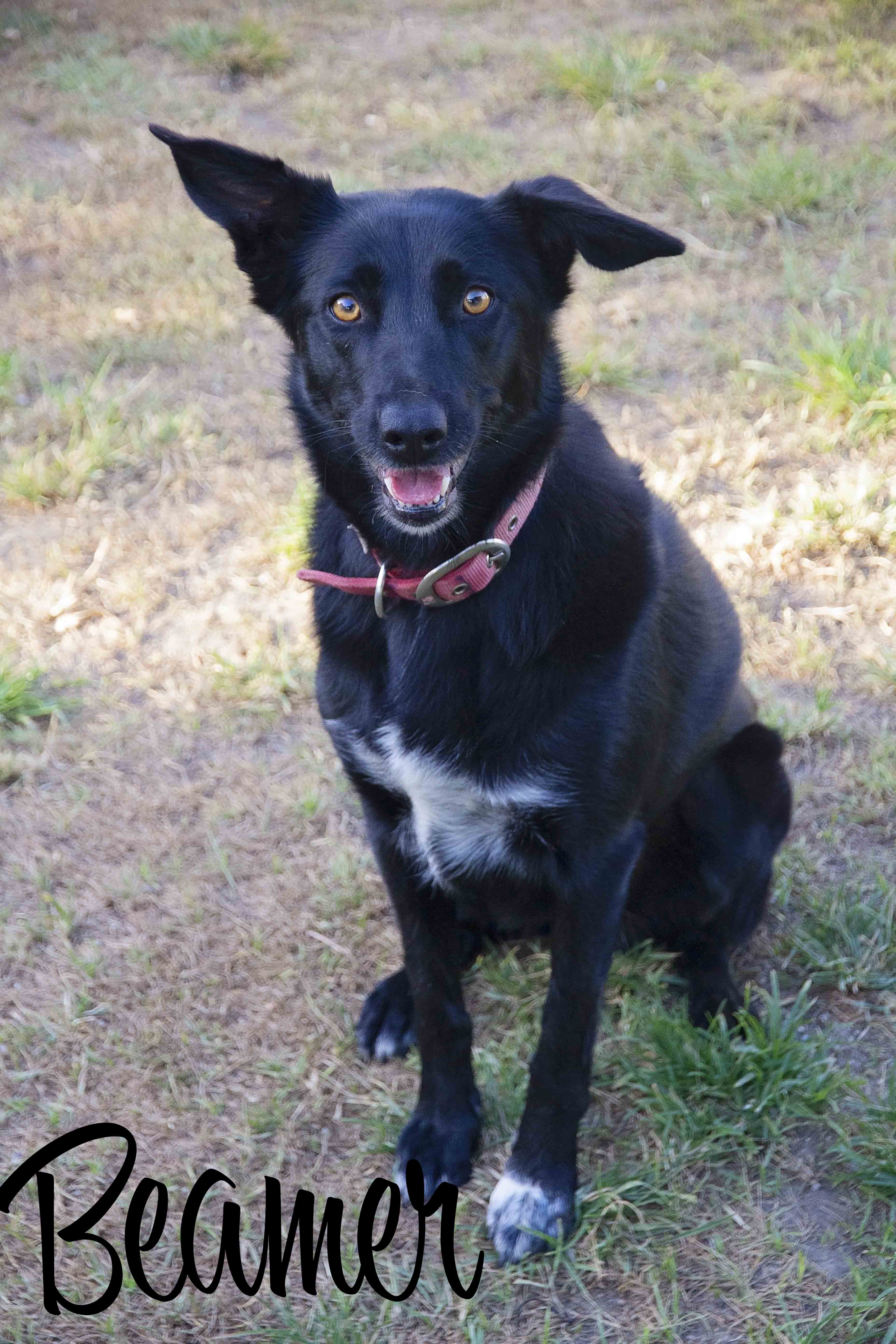 Beamer – Townsville Foster and Rehoming Animals