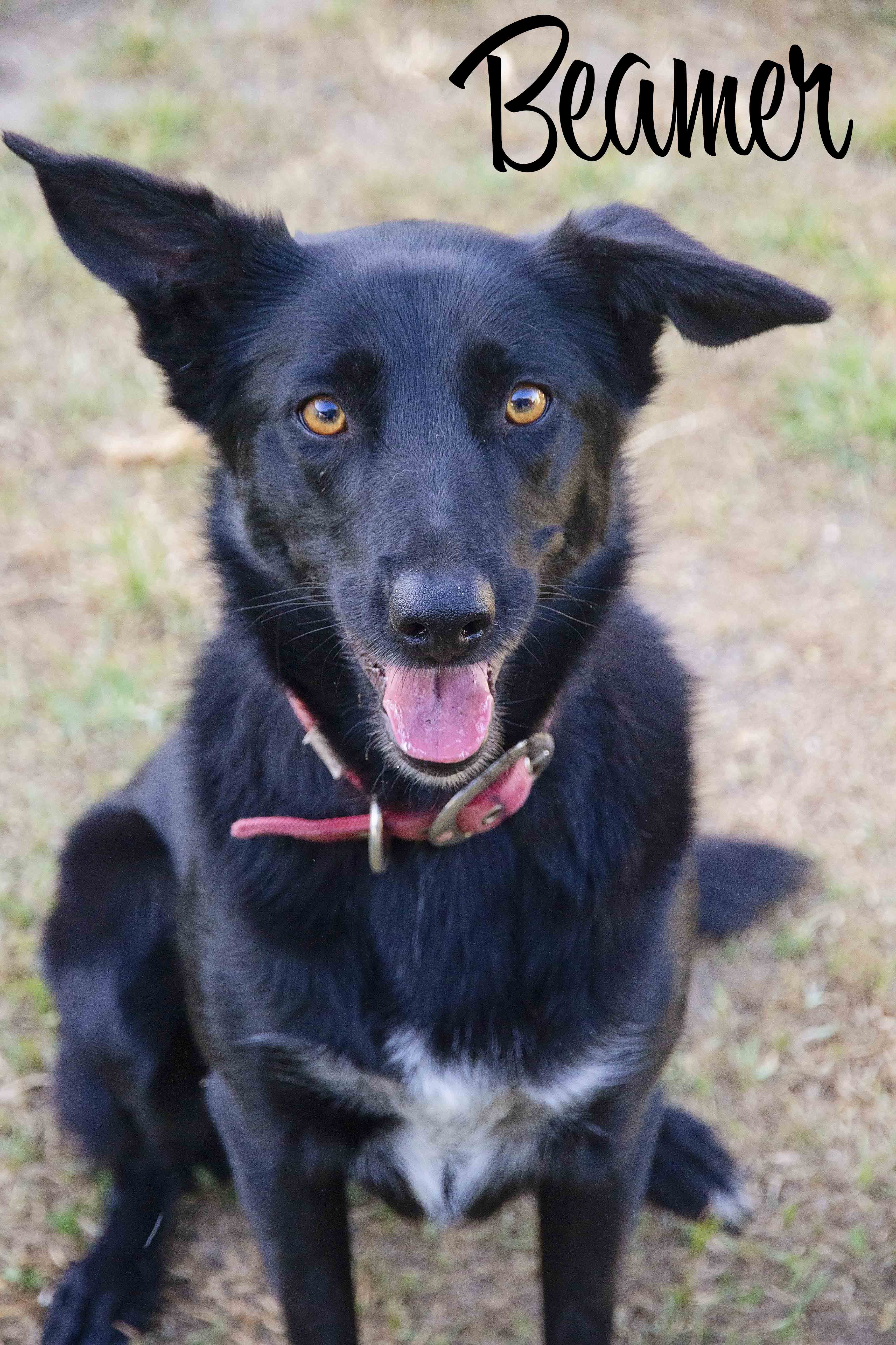 Beamer2 – Townsville Foster and Rehoming Animals