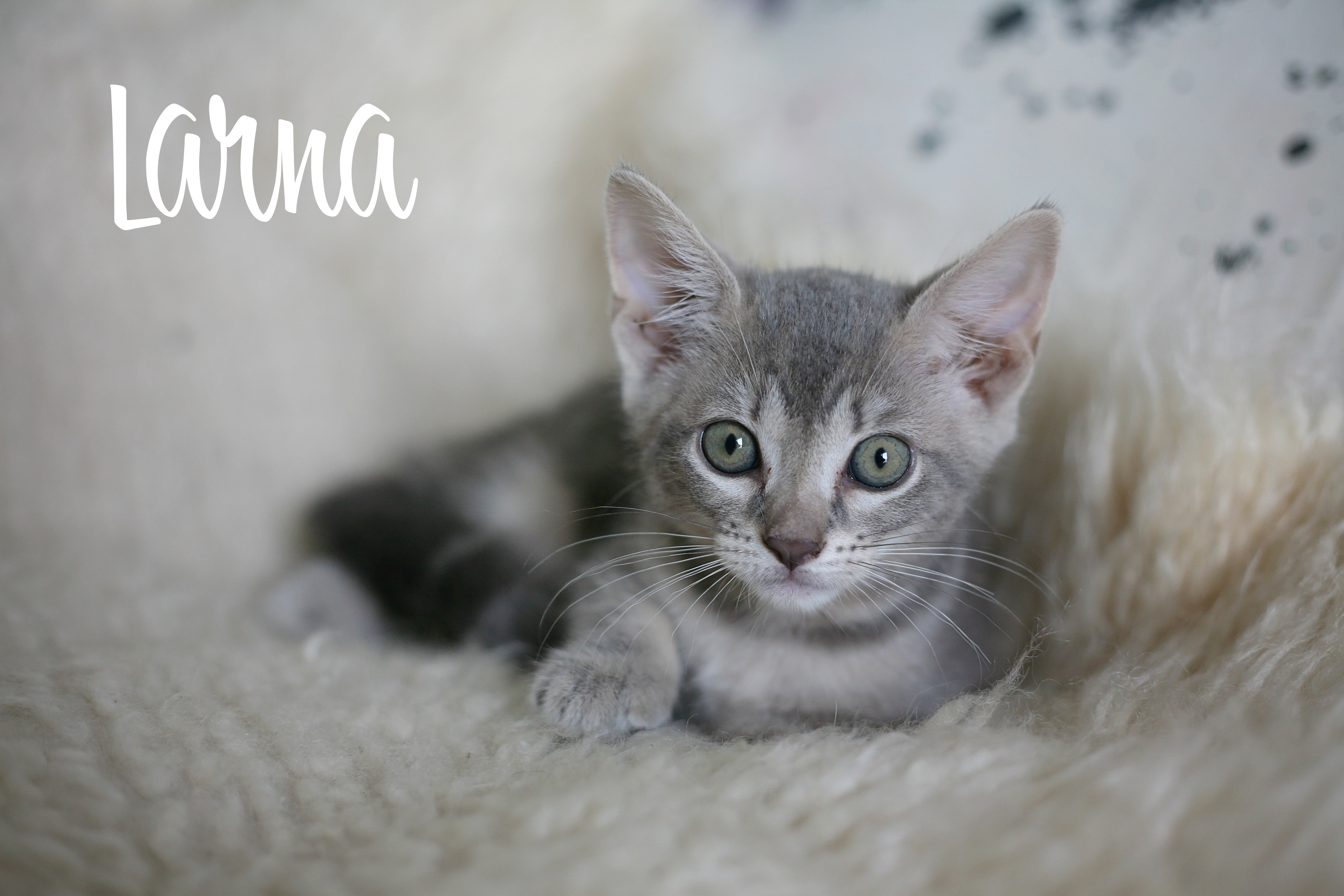 Larna – Townsville Foster and Rehoming Animals