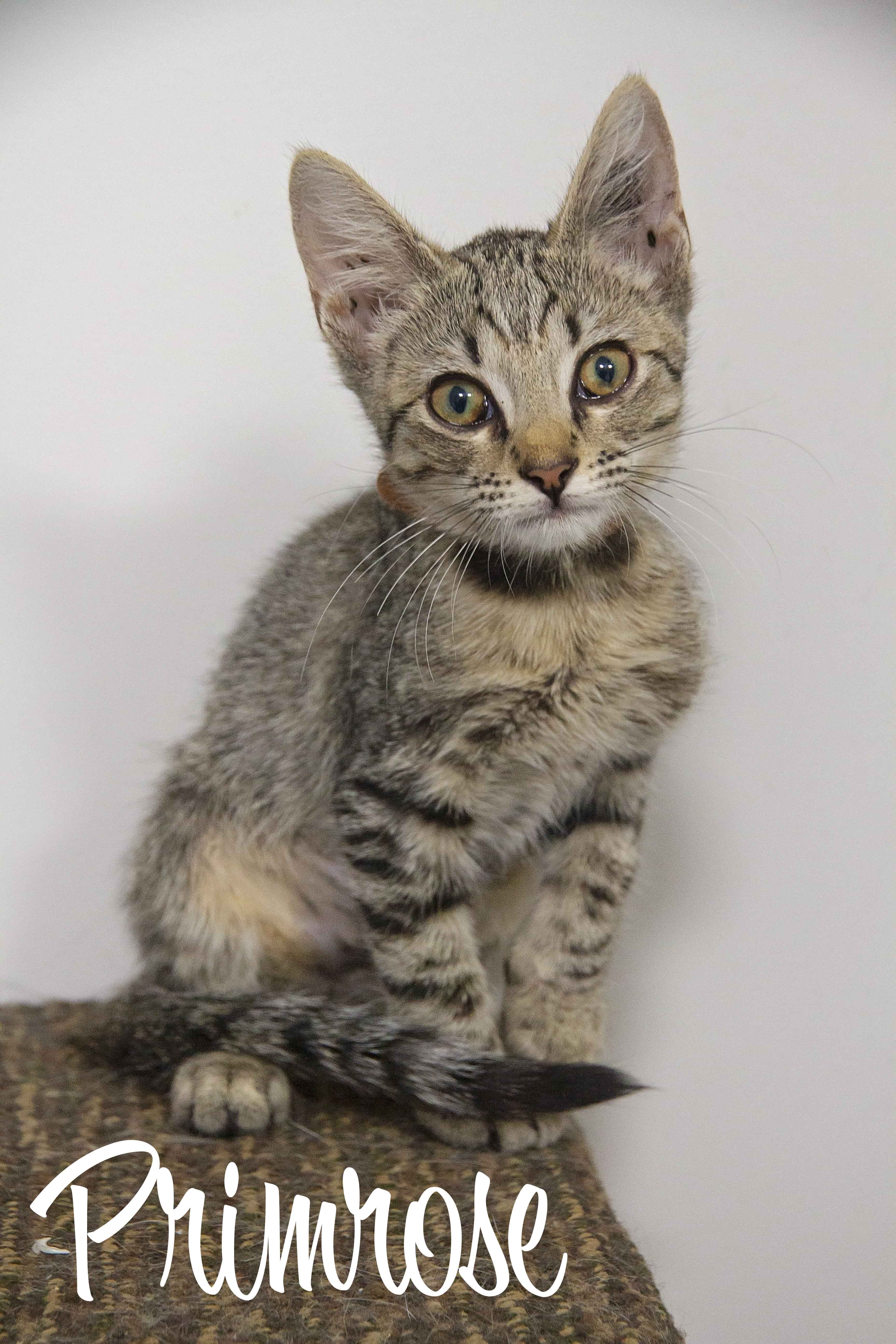 Primrose – Townsville Foster and Rehoming Animals