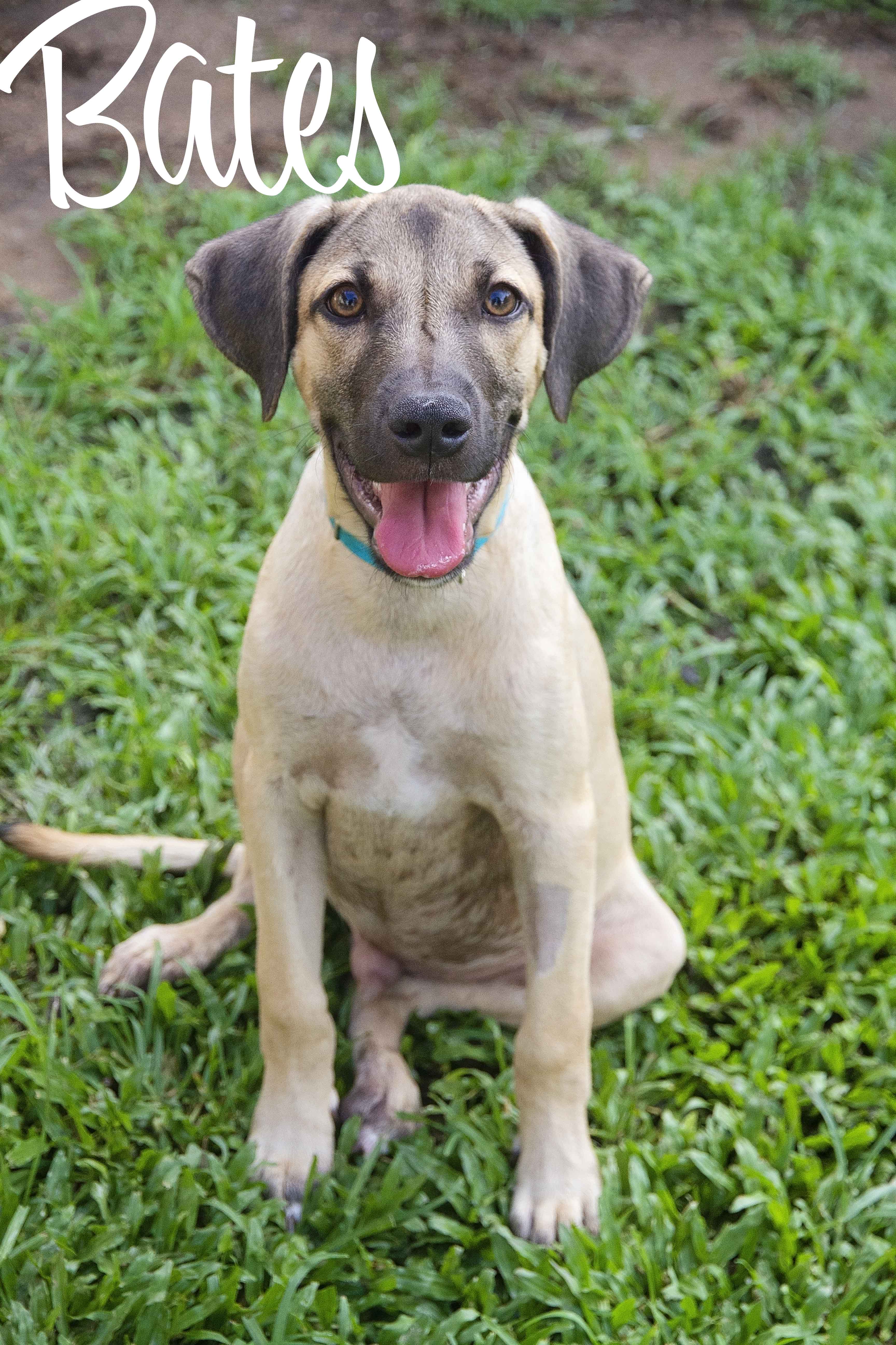 Bates – Townsville Foster and Rehoming Animals