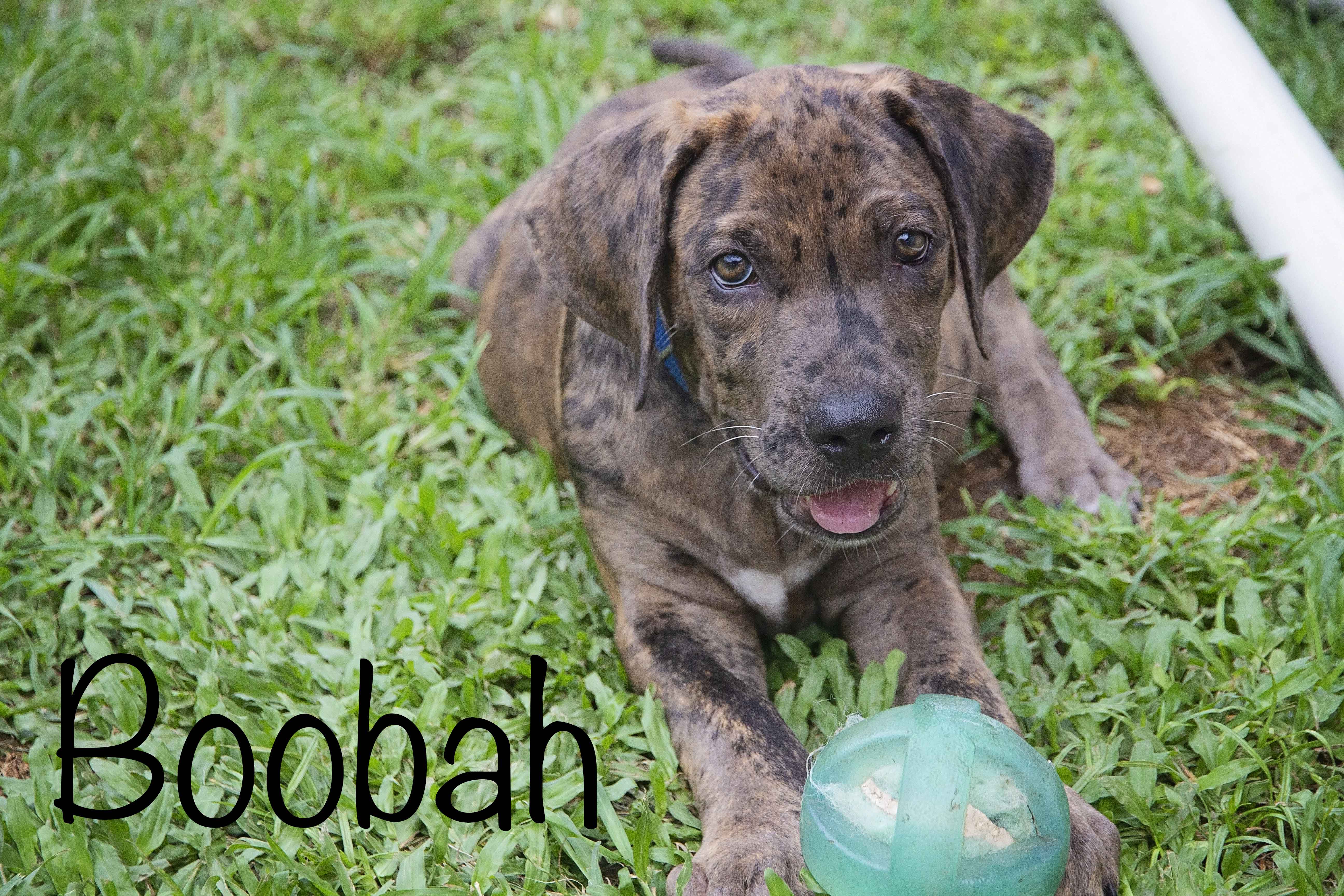 Boombah – Townsville Foster and Rehoming Animals