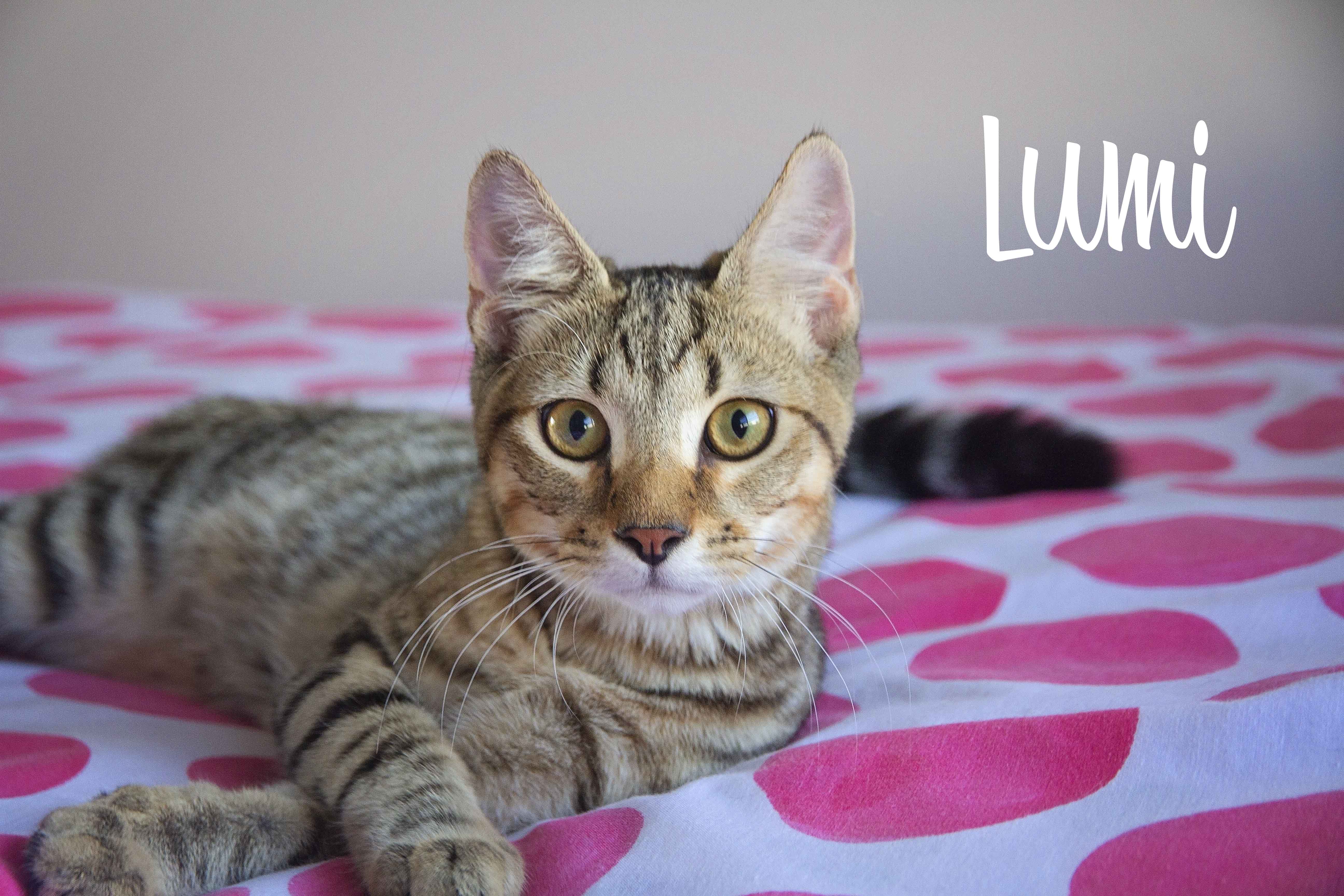 Lumi – Townsville Foster and Rehoming Animals