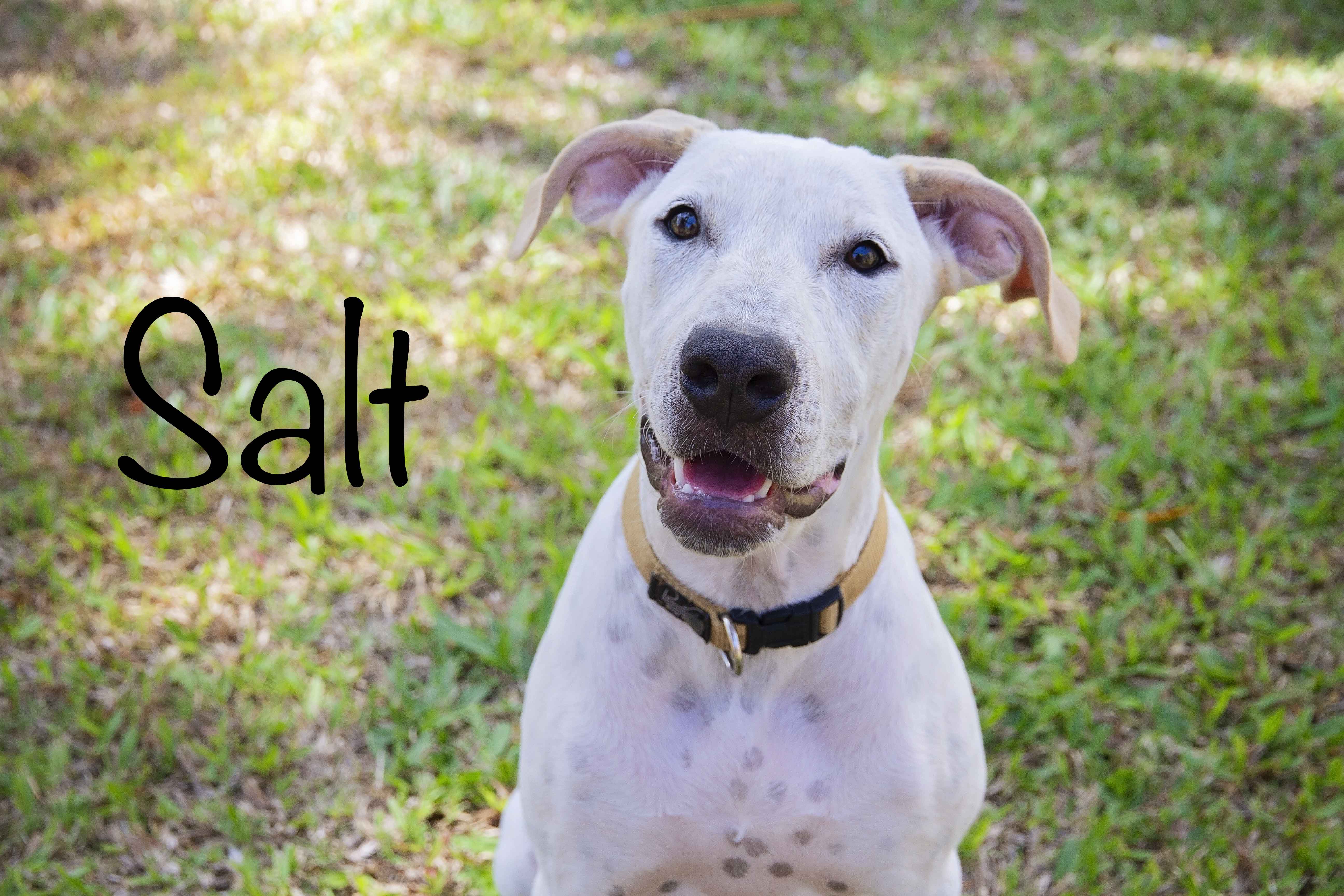Salt – Townsville Foster and Rehoming Animals
