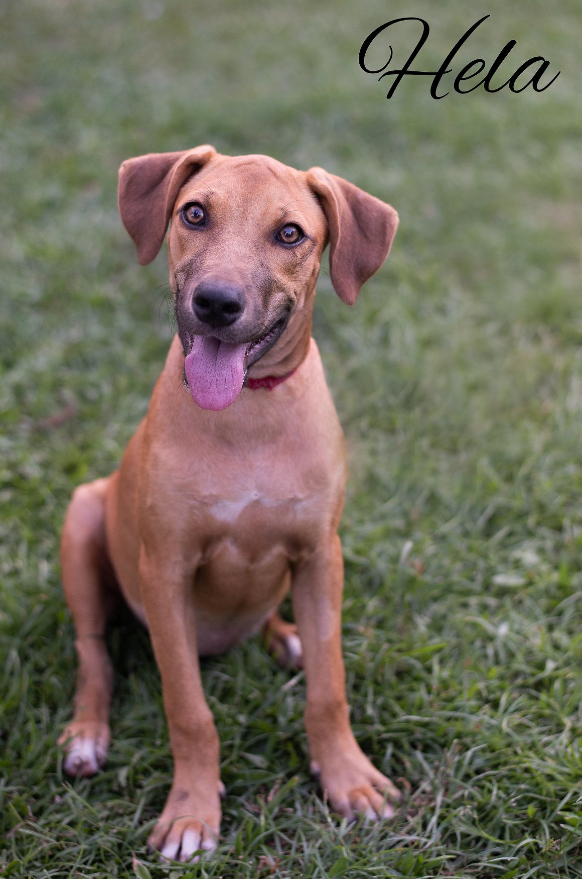 Hela – Townsville Foster and Rehoming Animals