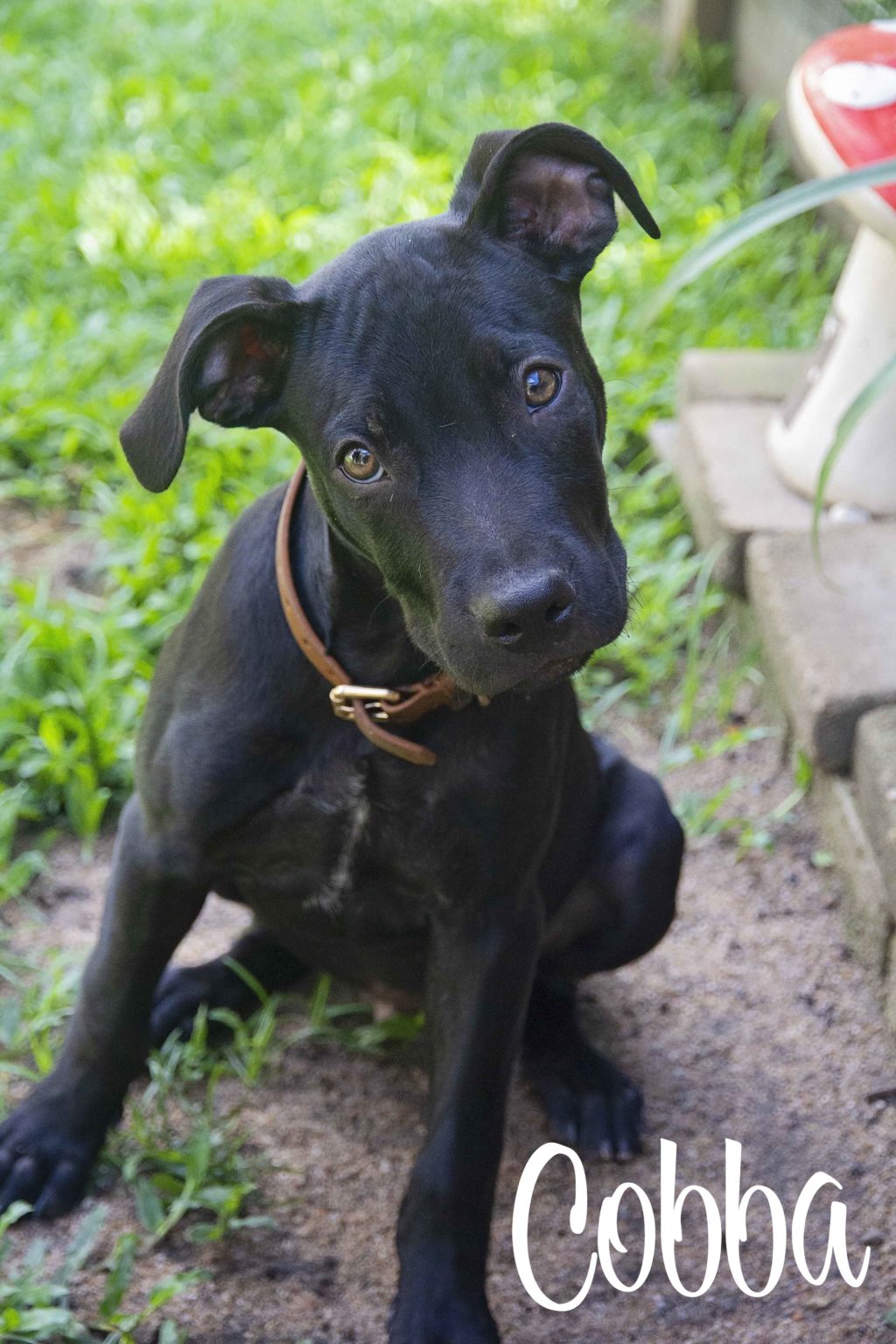 Cobba – Townsville Foster and Rehoming Animals