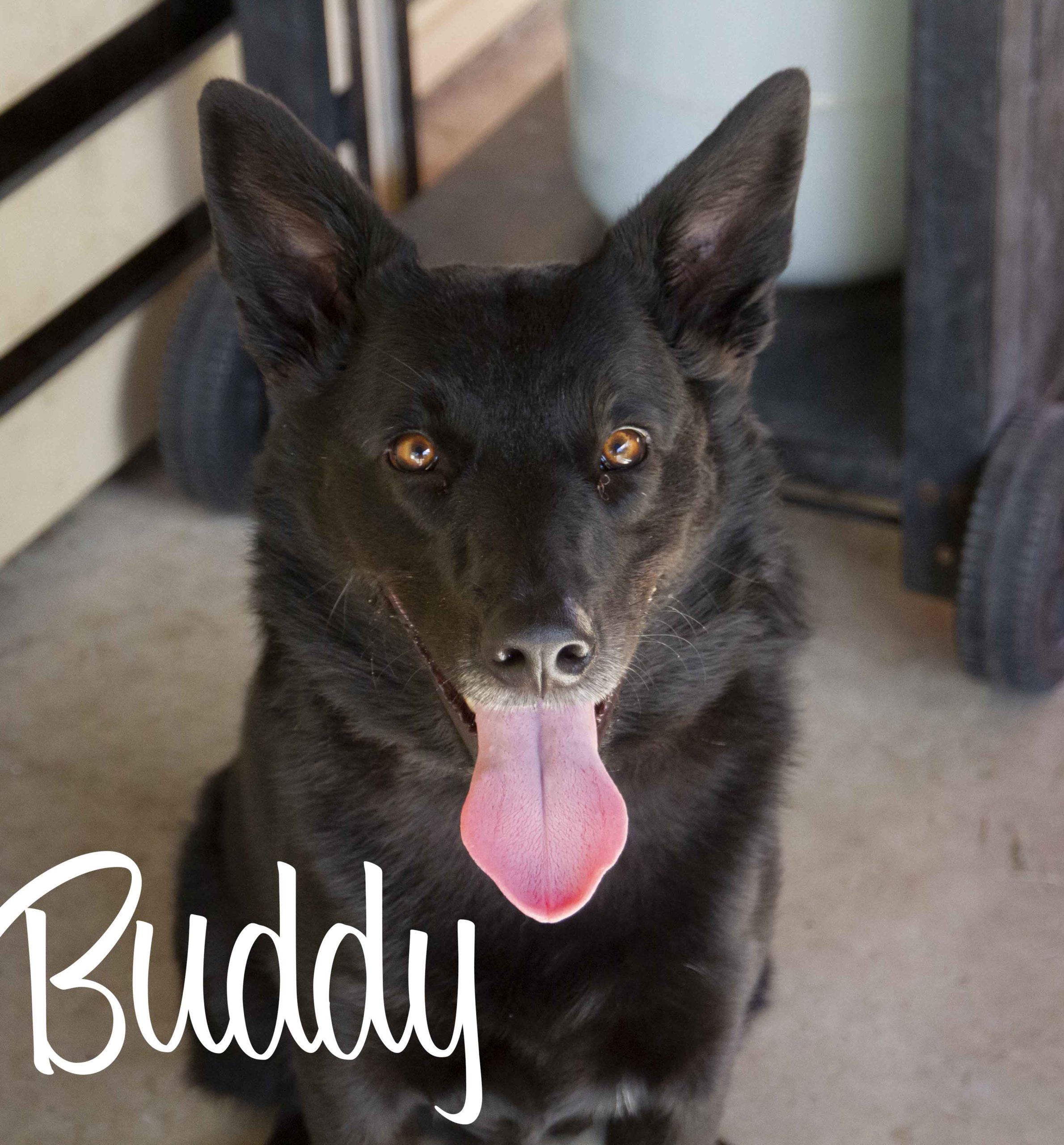Buddy – Townsville Foster and Rehoming Animals