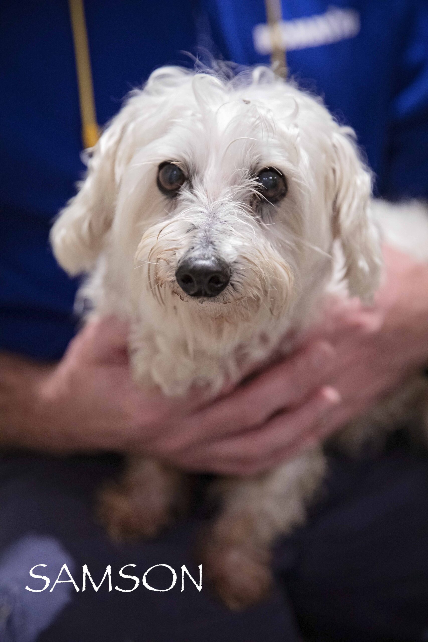 Samson-1 – Townsville Foster and Rehoming Animals