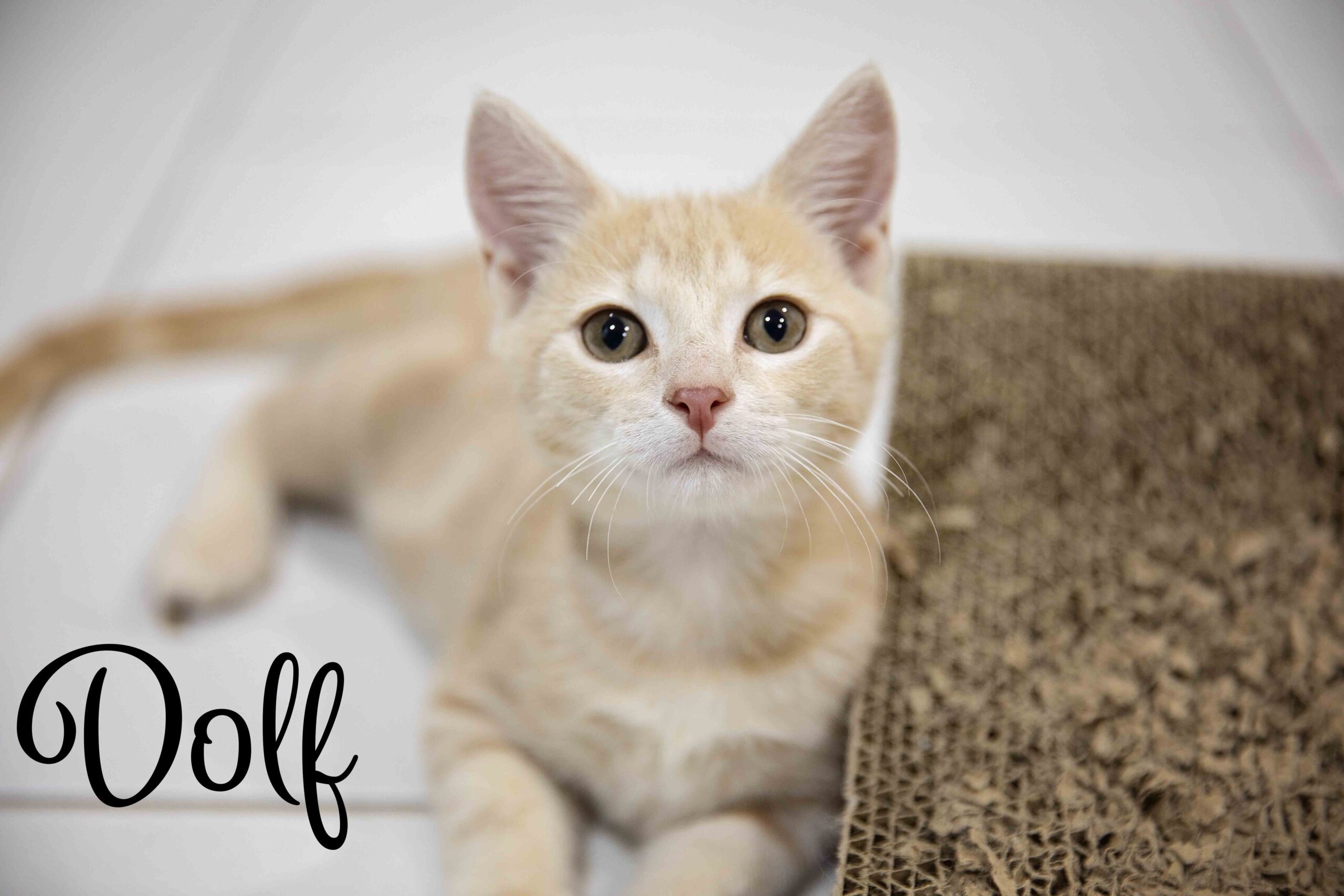 Dolf – Townsville Foster and Rehoming Animals