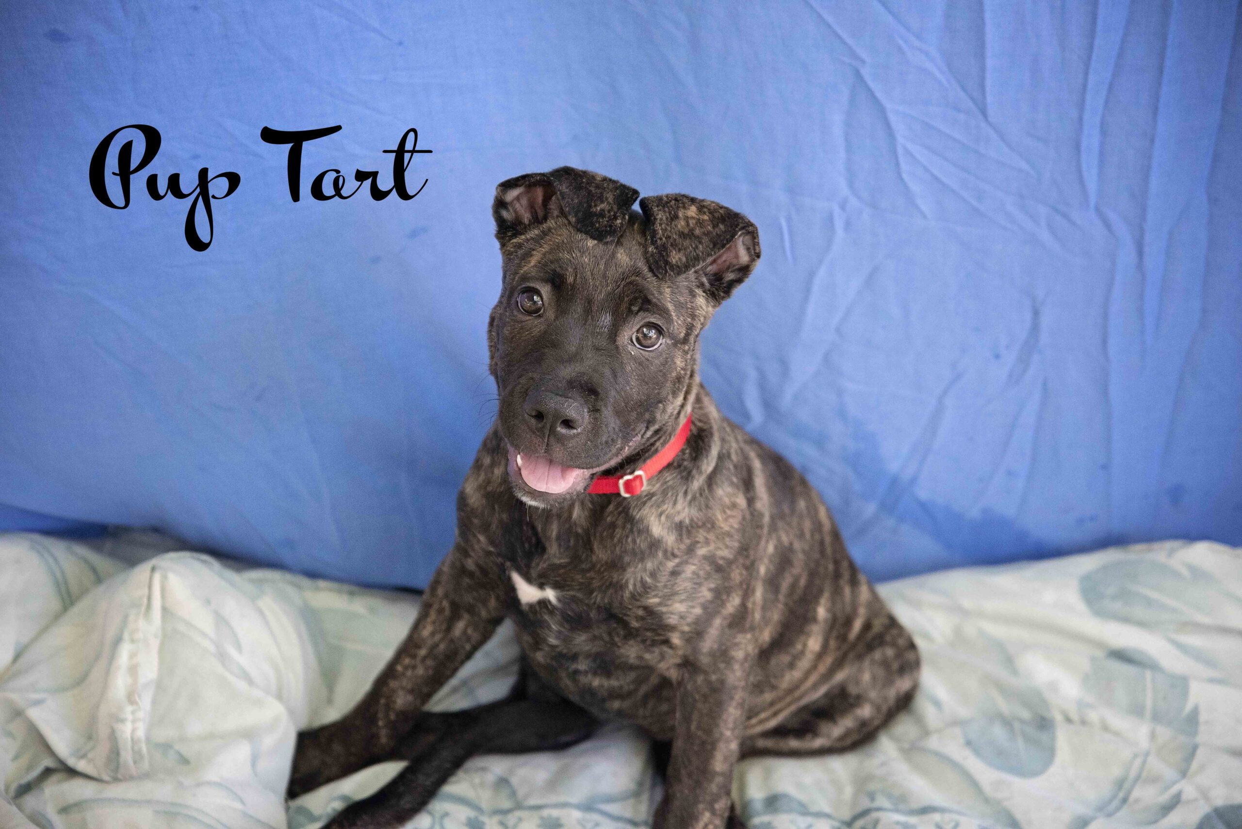 pup tart 4 – Townsville Foster and Rehoming Animals