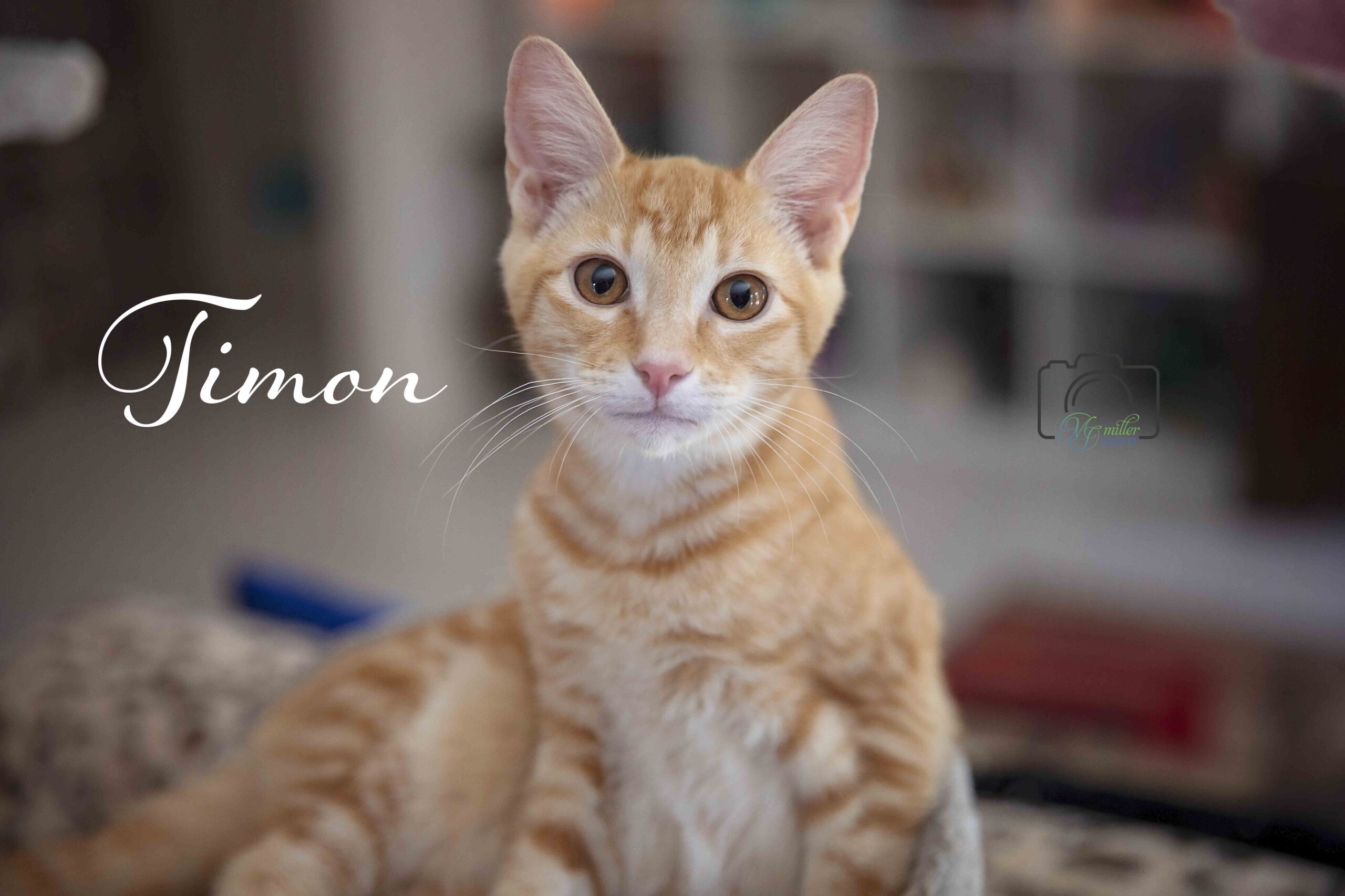Timon – Townsville Foster and Rehoming Animals