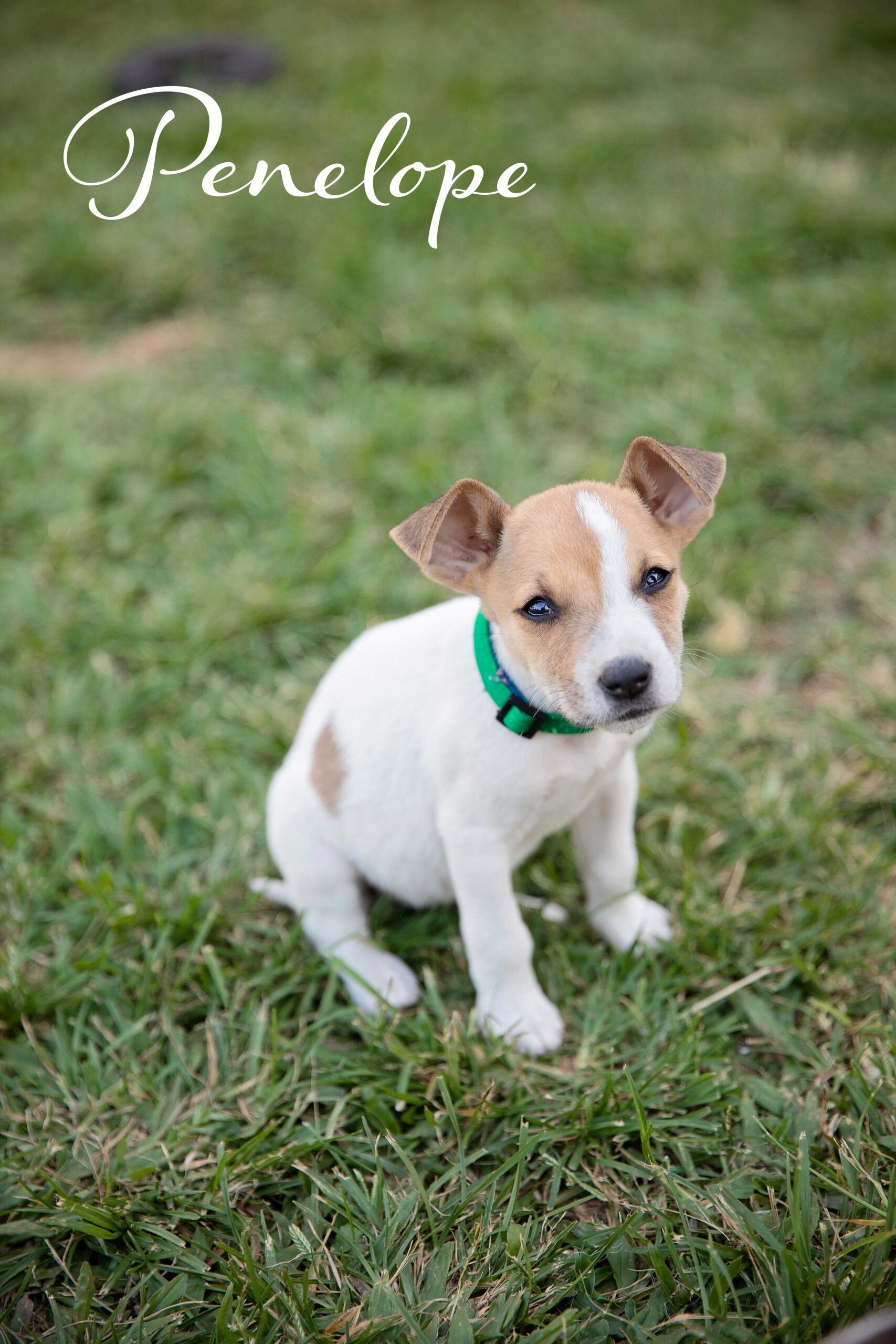 Penelope1 – Townsville Foster and Rehoming Animals