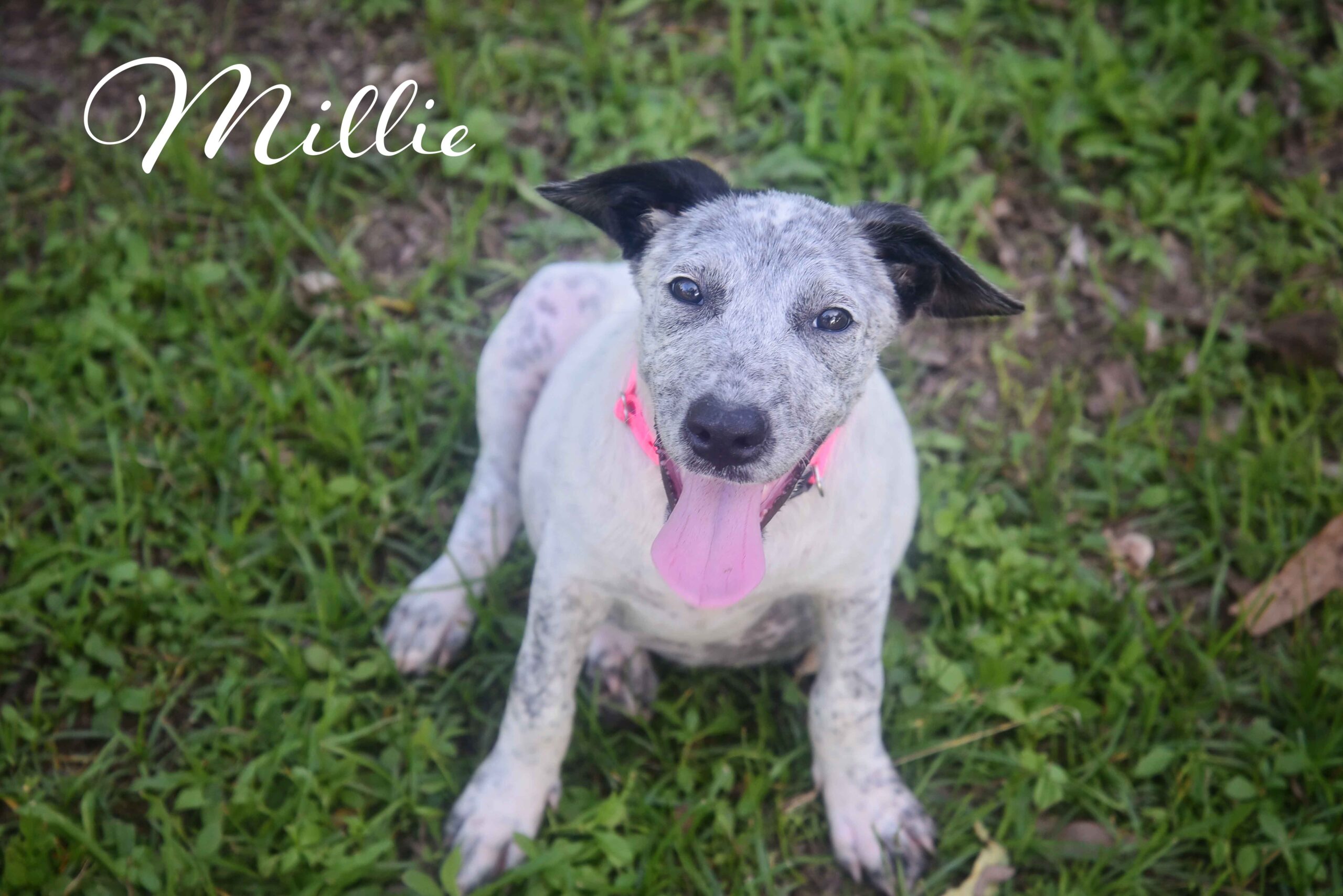 Millie 2 copy – Townsville Foster and Rehoming Animals