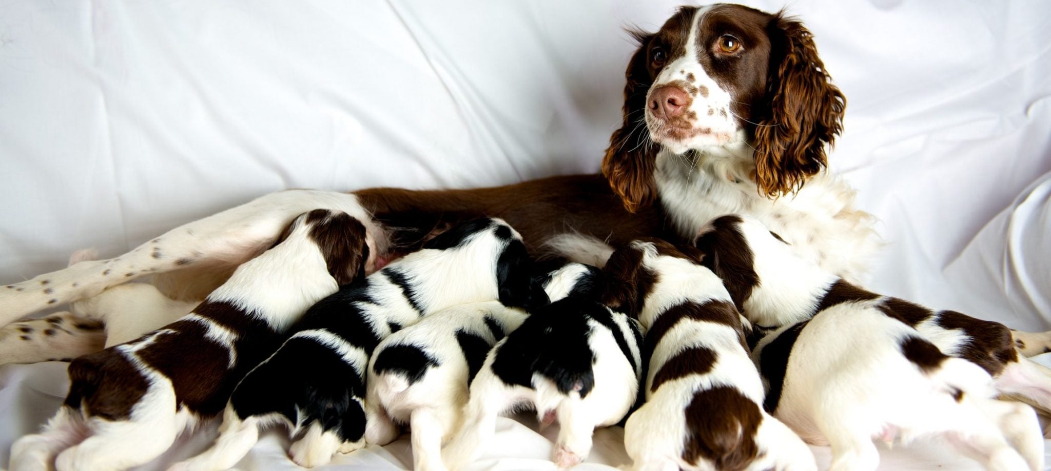 Last Litter Program – Townsville Foster and Rehoming Animals