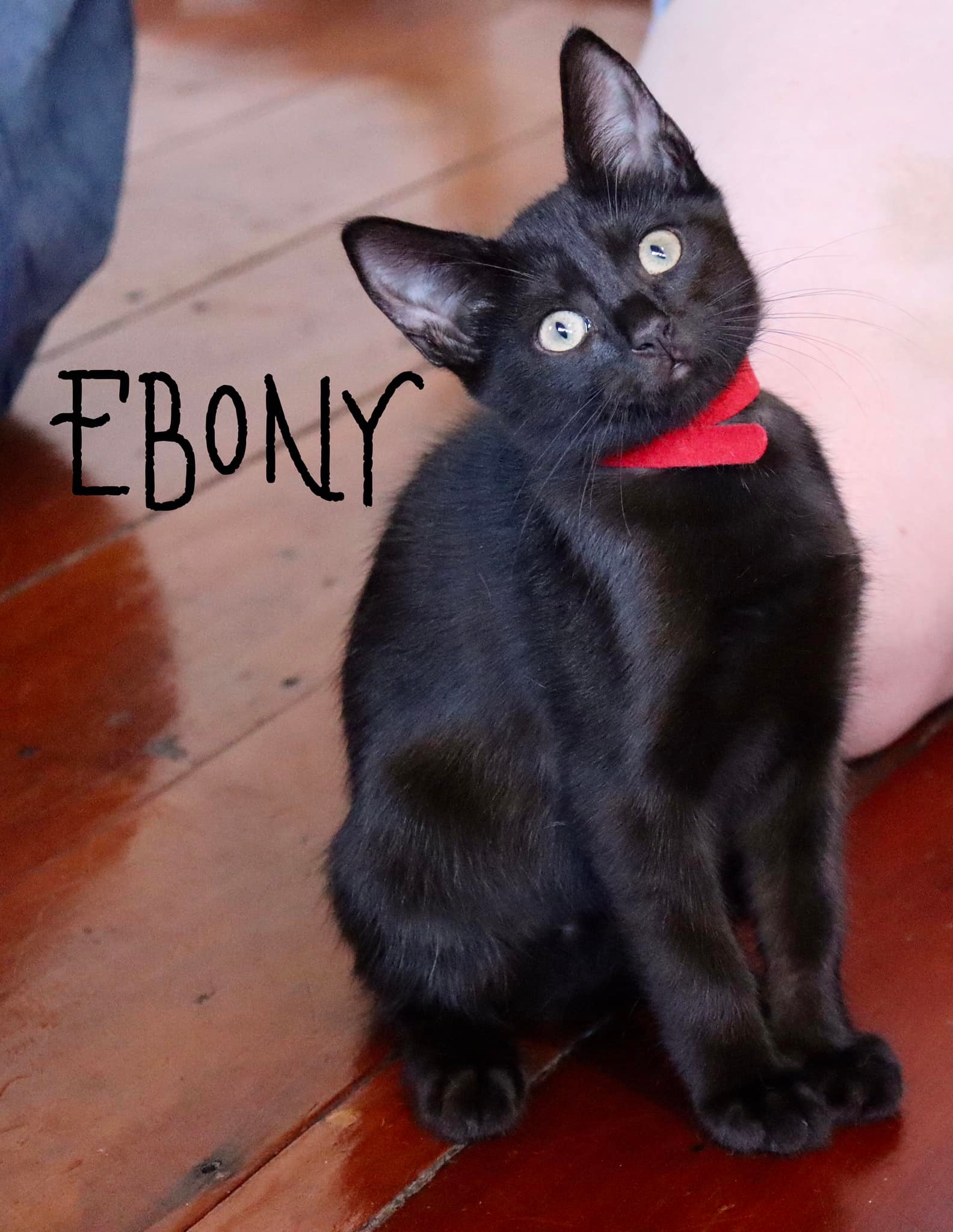 Stitch – Townsville Foster and Rehoming Animals