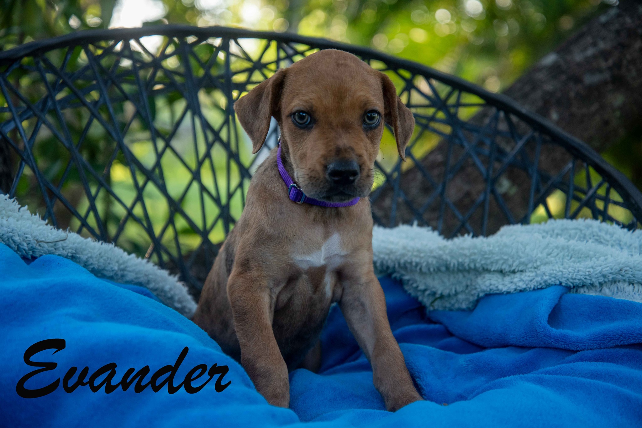 Evander – Townsville Foster and Rehoming Animals