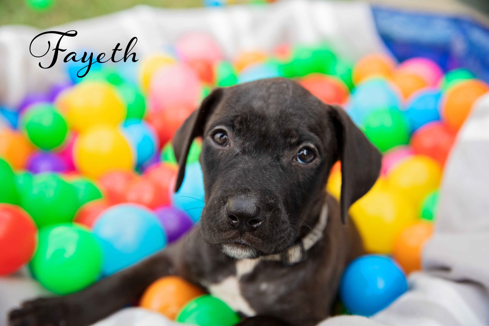 Fayeth – Townsville Foster and Rehoming Animals