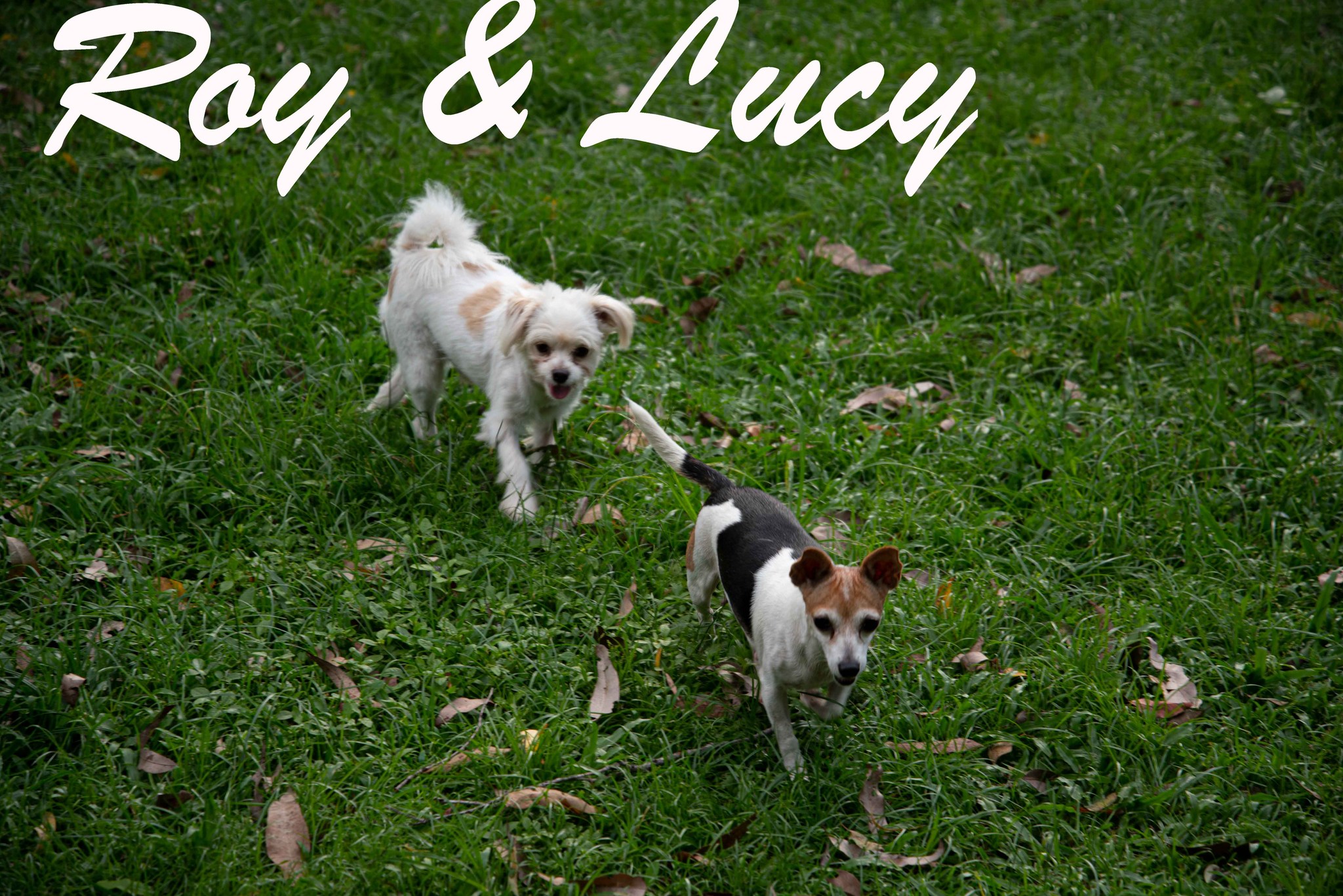 Lucy and Roy BONDED PAIR – Townsville Foster and Rehoming Animals