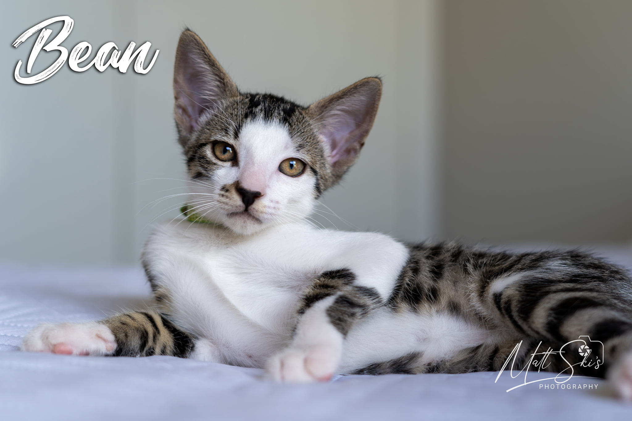 Bean – Townsville Foster and Rehoming Animals