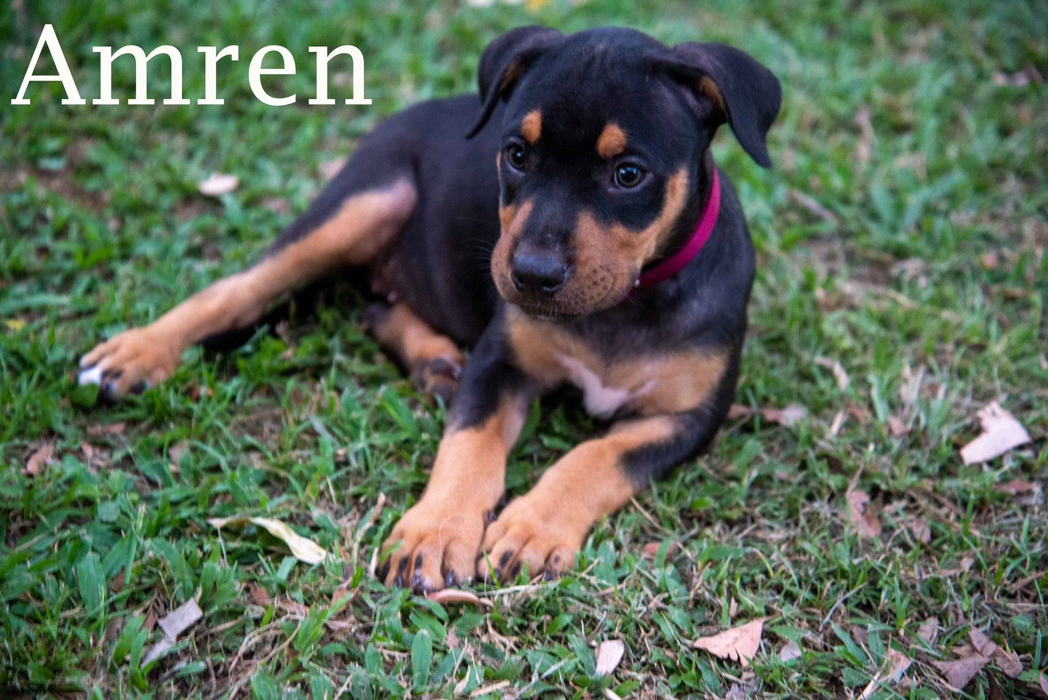 Amren – Townsville Foster and Rehoming Animals