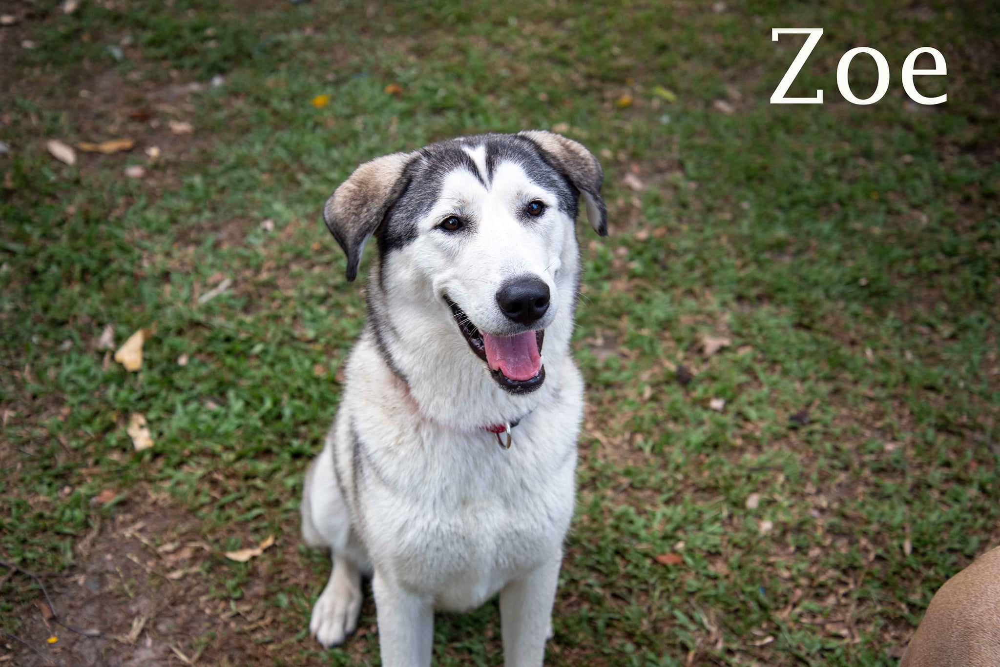 Zoe – Townsville Foster and Rehoming Animals