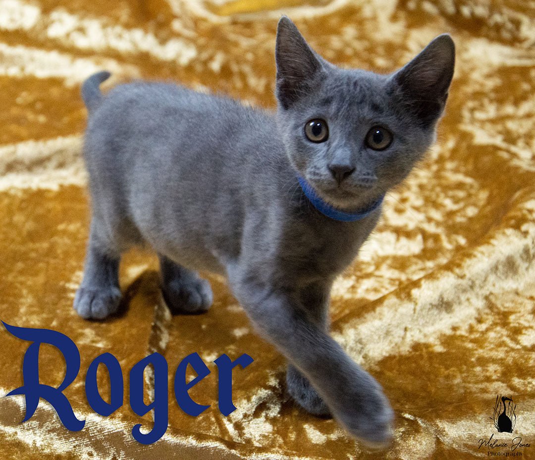 Roger – Townsville Foster and Rehoming Animals