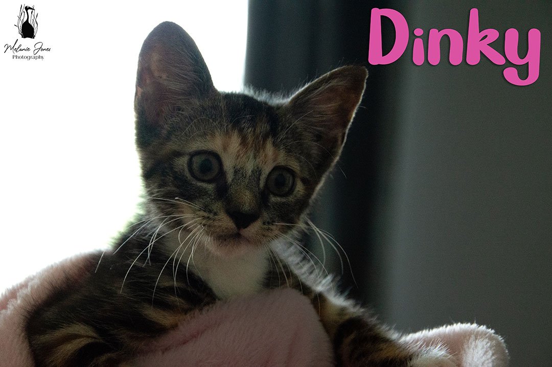 Dinky – Townsville Foster and Rehoming Animals