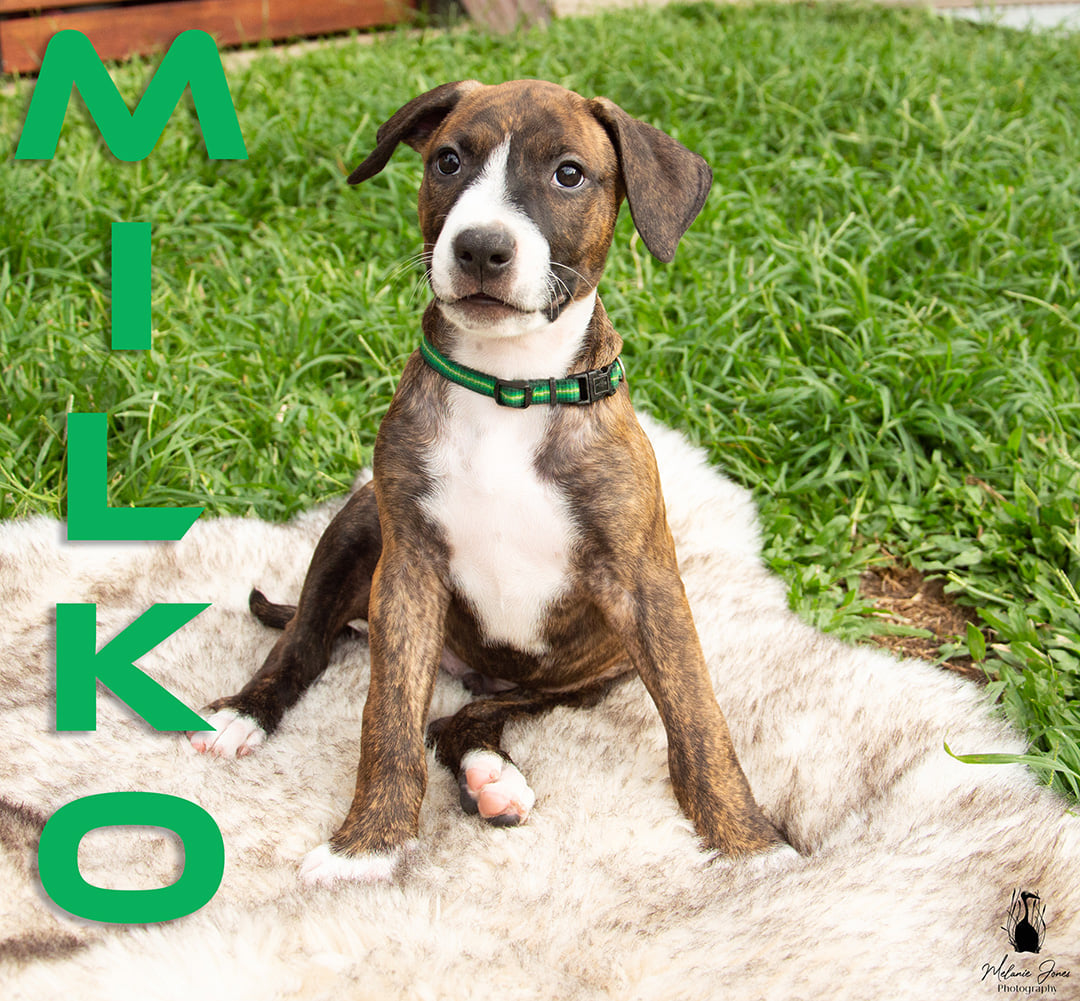 Milko – Townsville Foster and Rehoming Animals