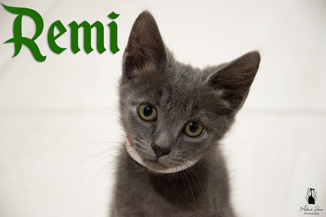 Remi – Townsville Foster and Rehoming Animals