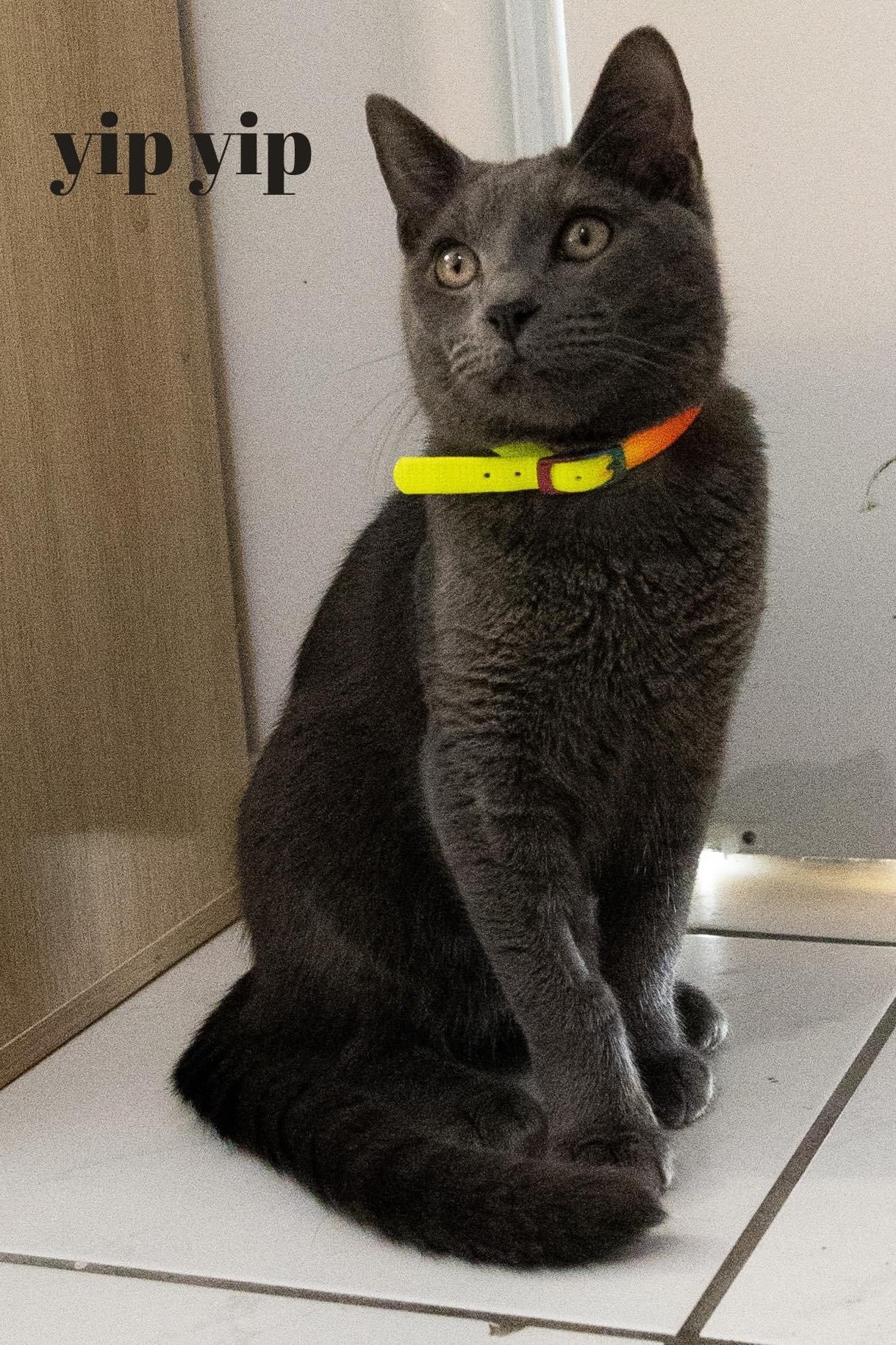 Yip yip – Townsville Foster and Rehoming Animals