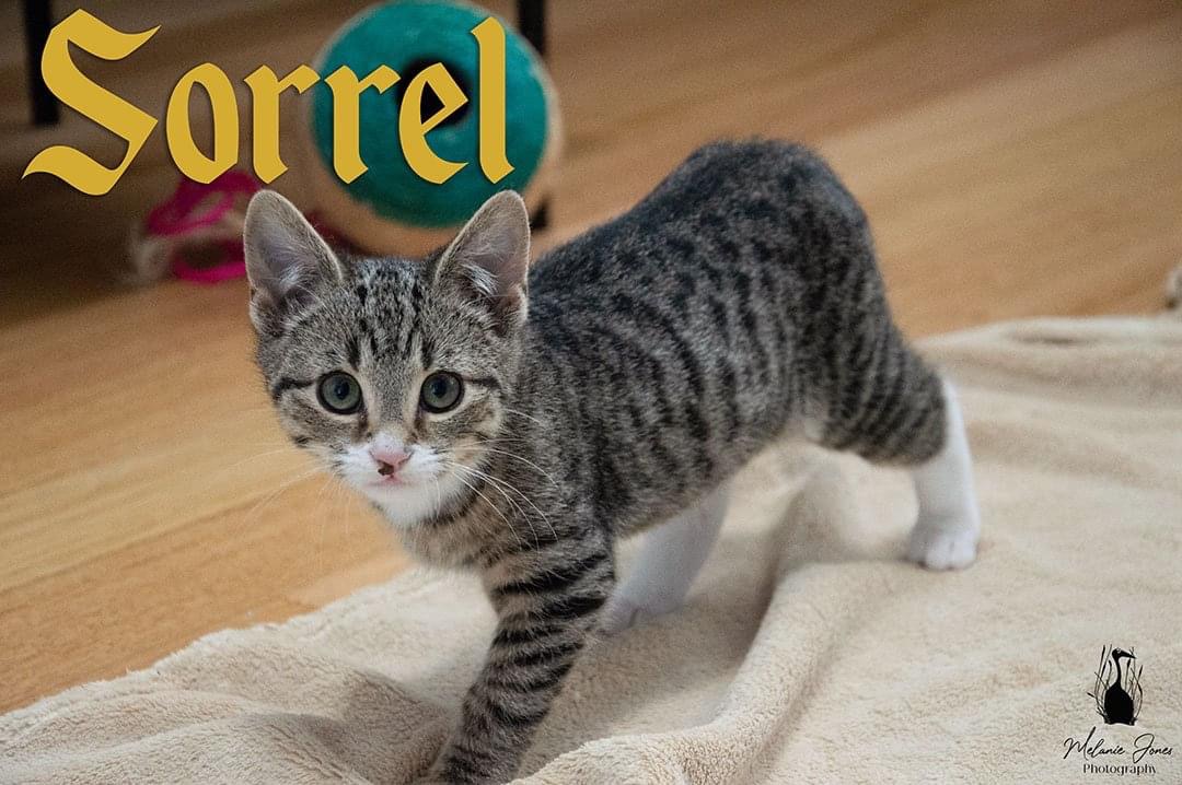 Sorrel – Townsville Foster and Rehoming Animals
