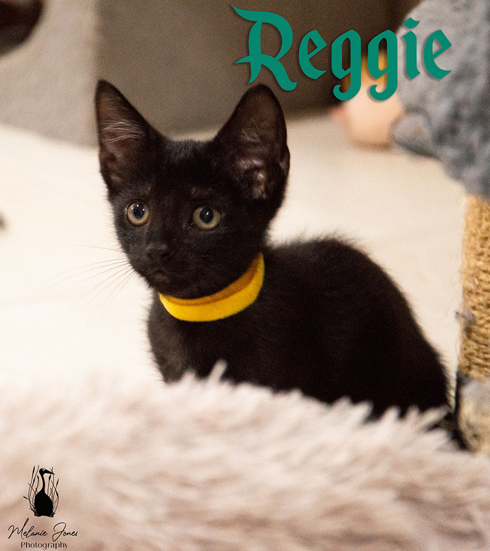 Reggie – Townsville Foster and Rehoming Animals