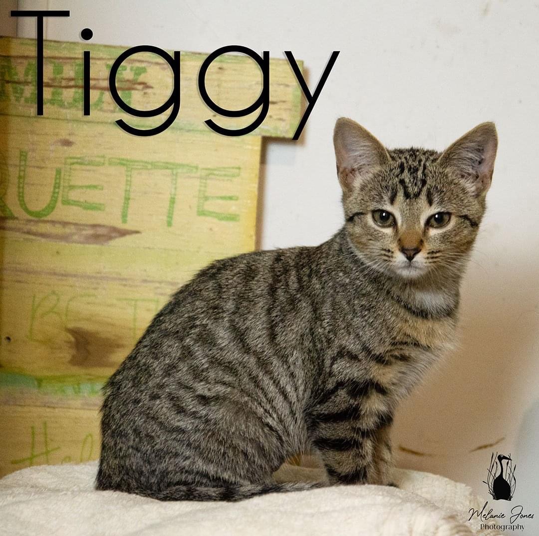 Tiggy – Townsville Foster and Rehoming Animals