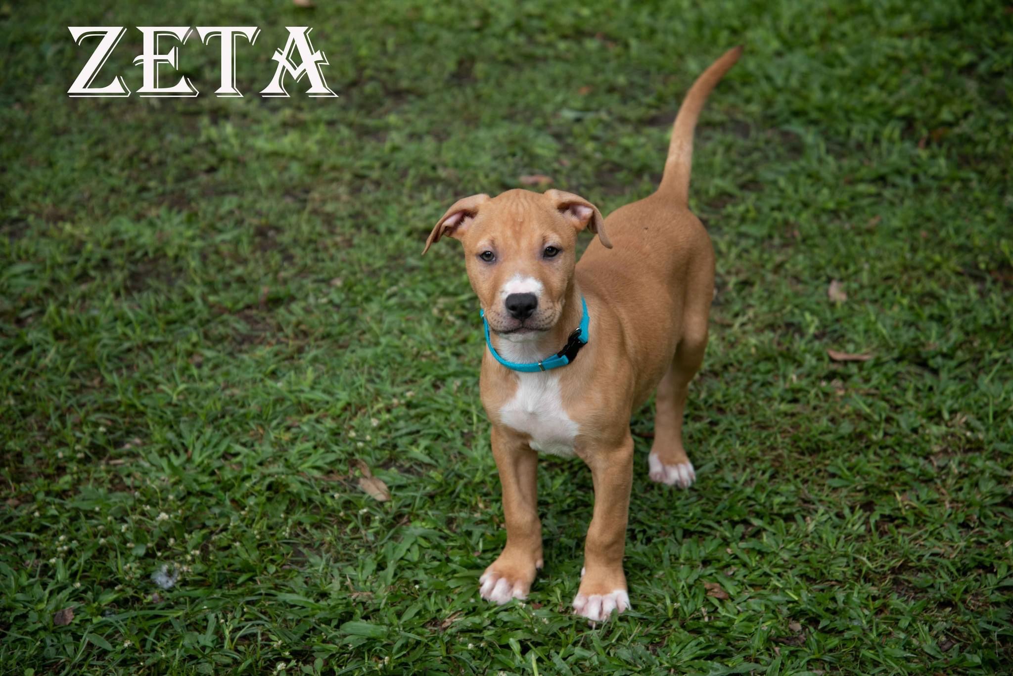 Zeta – Townsville Foster and Rehoming Animals