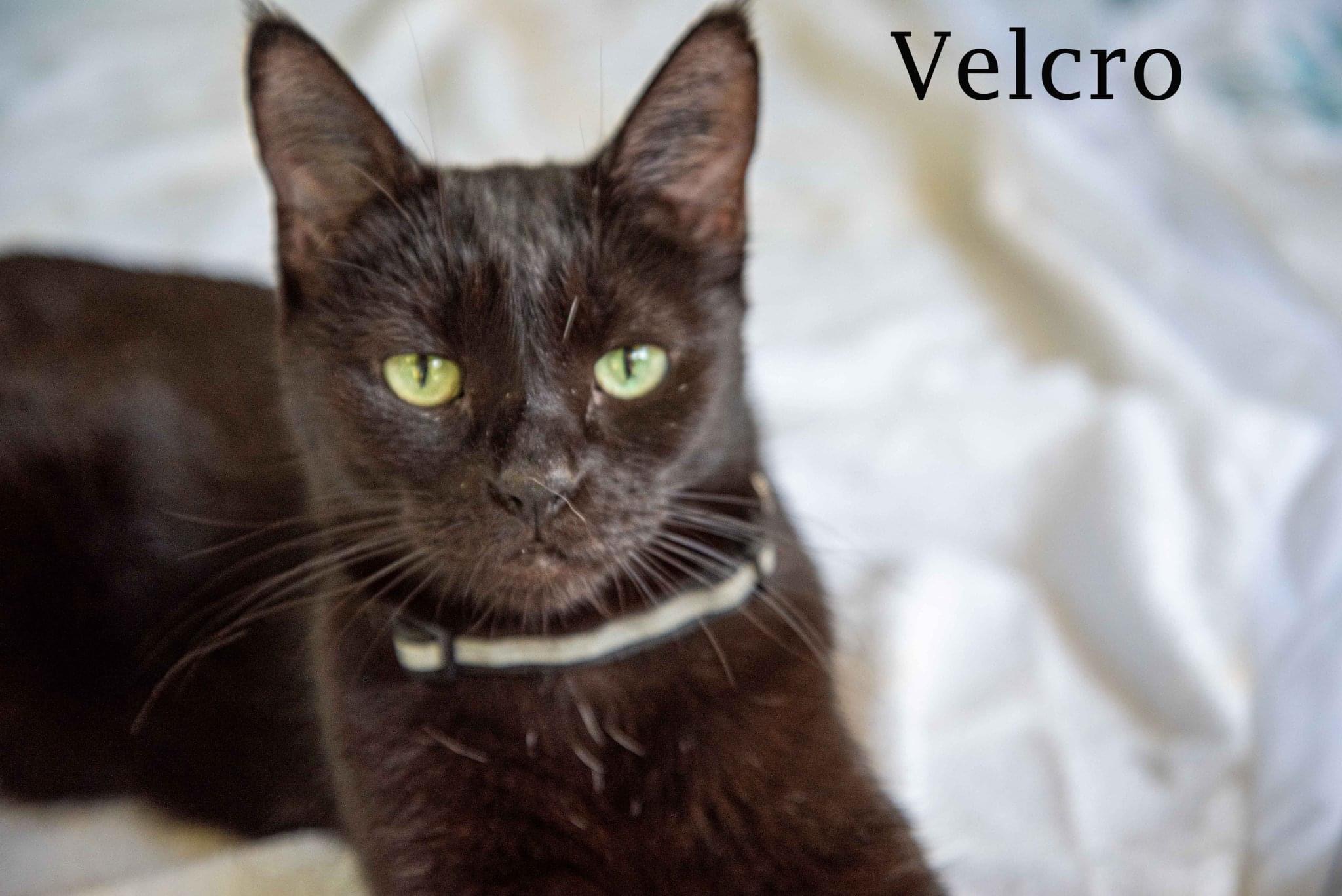 Velcro – Townsville Foster and Rehoming Animals