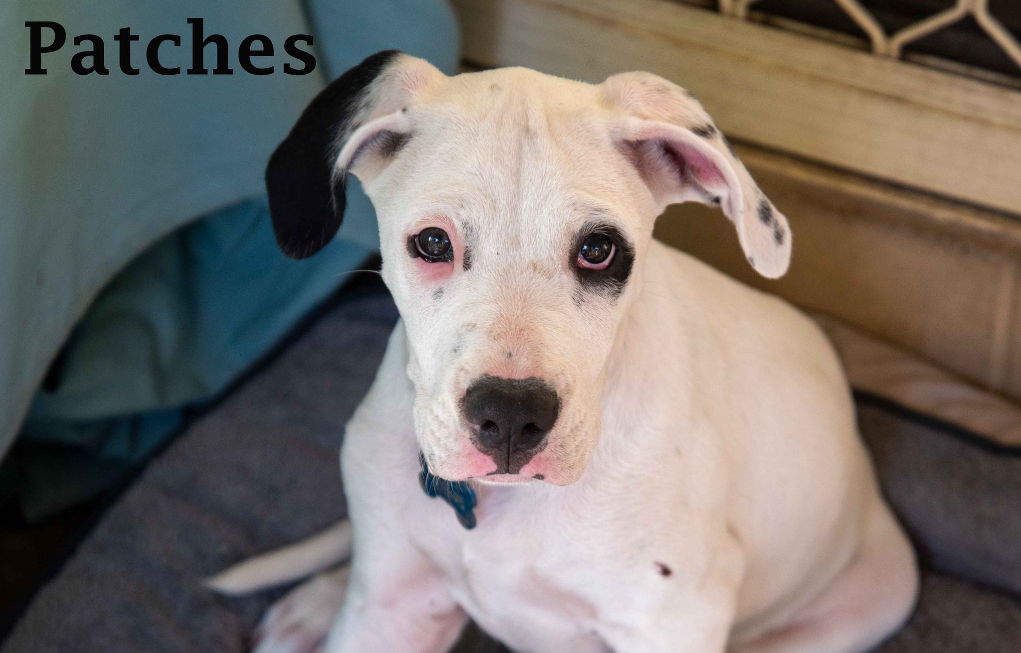 Patches – Townsville Foster and Rehoming Animals