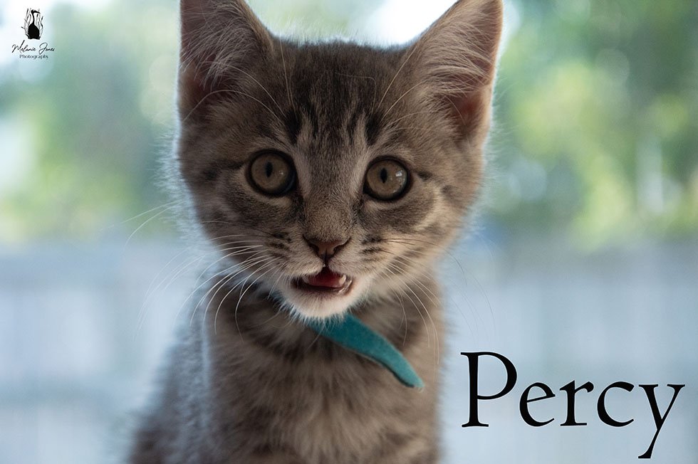 Percy – Townsville Foster and Rehoming Animals